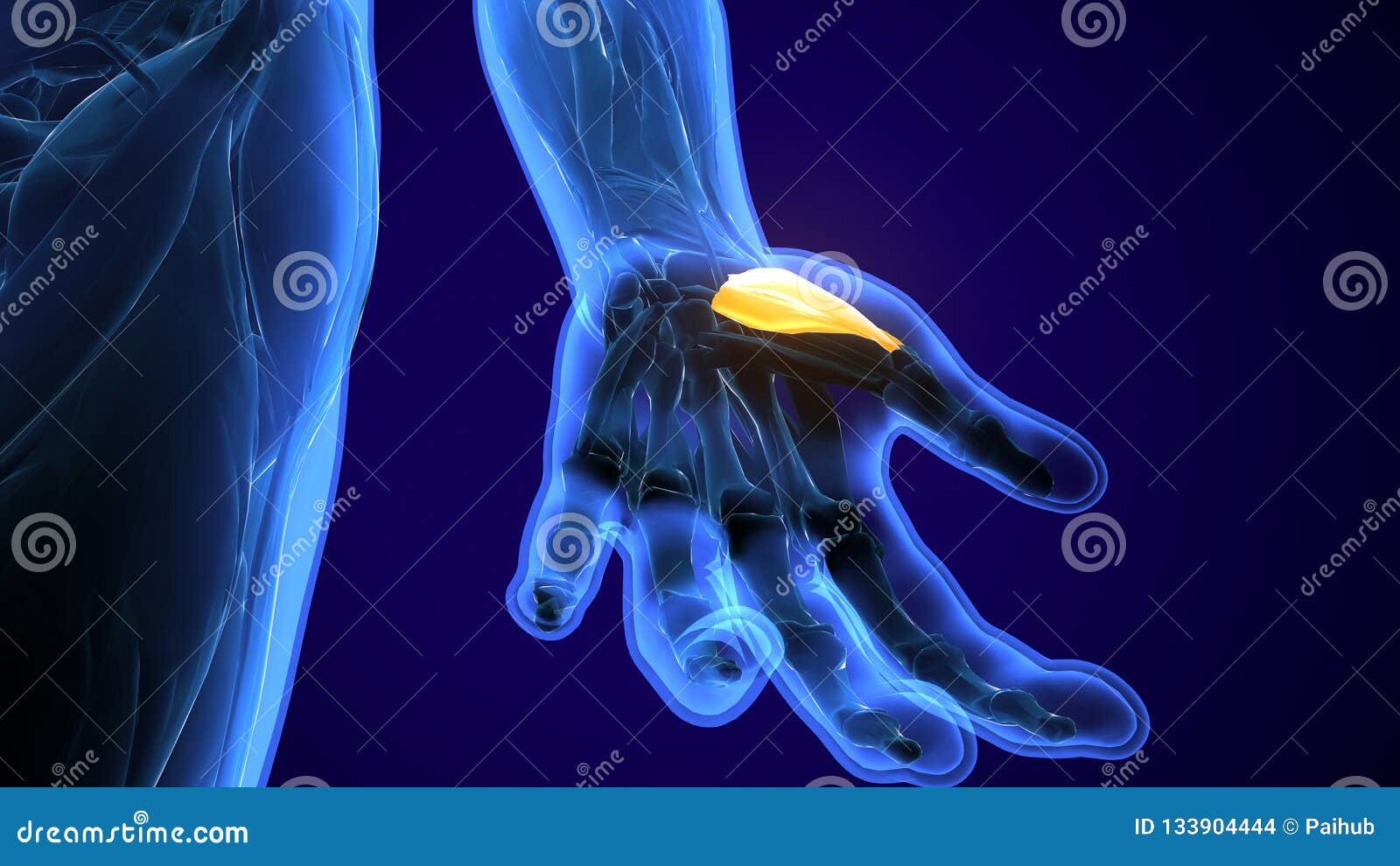 3d Rendered, Medically Accurate Illustration of the Brachioradialis ...
