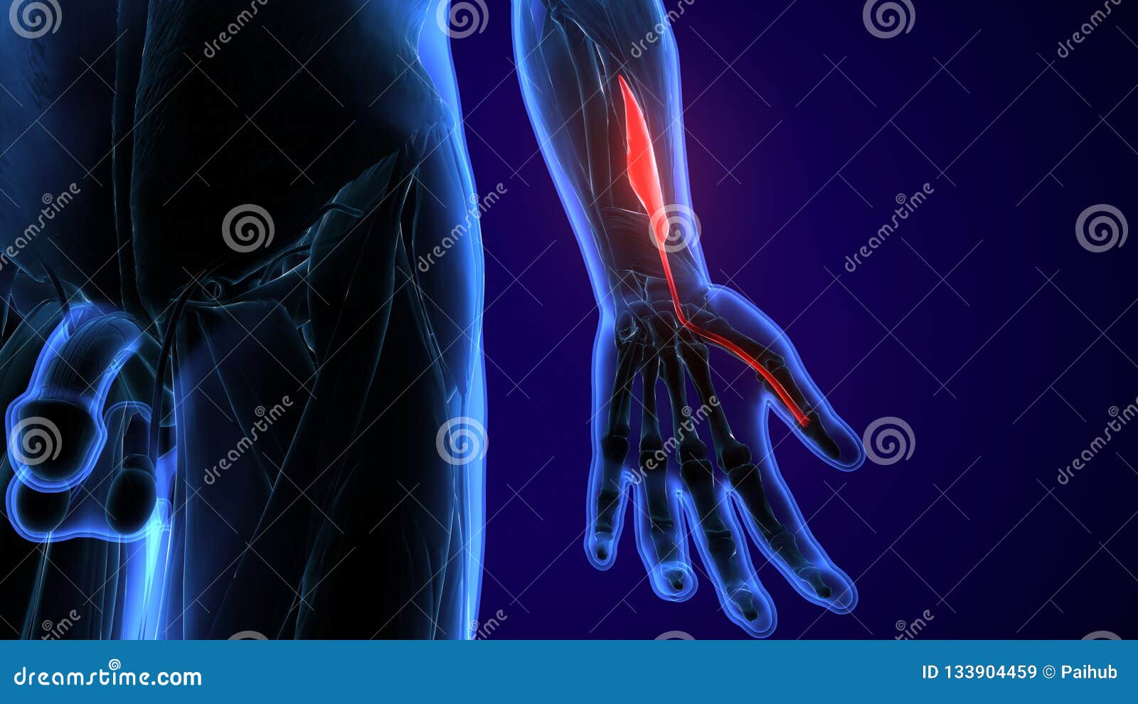 3d Rendered, Medically Accurate Illustration of the Brachioradialis ...