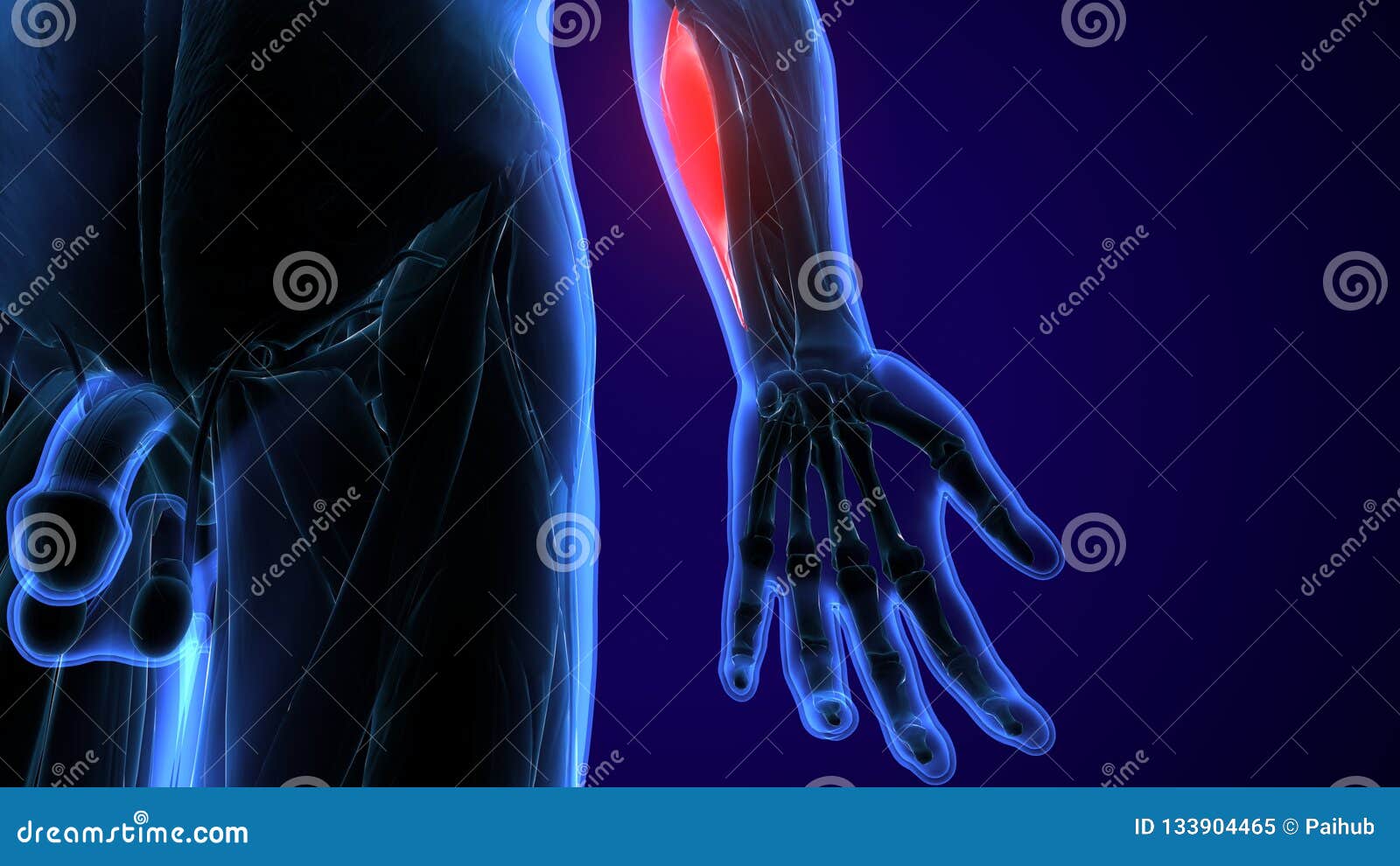 3d Rendered, Medically Accurate Illustration of the Brachioradialis ...