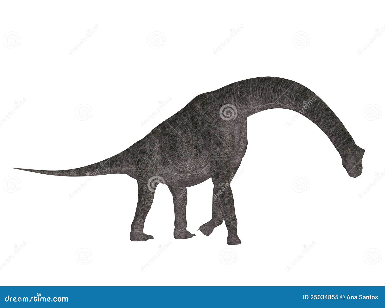 Brachiosaurus Altithorax From The Late Jurassic In Action 3d ...