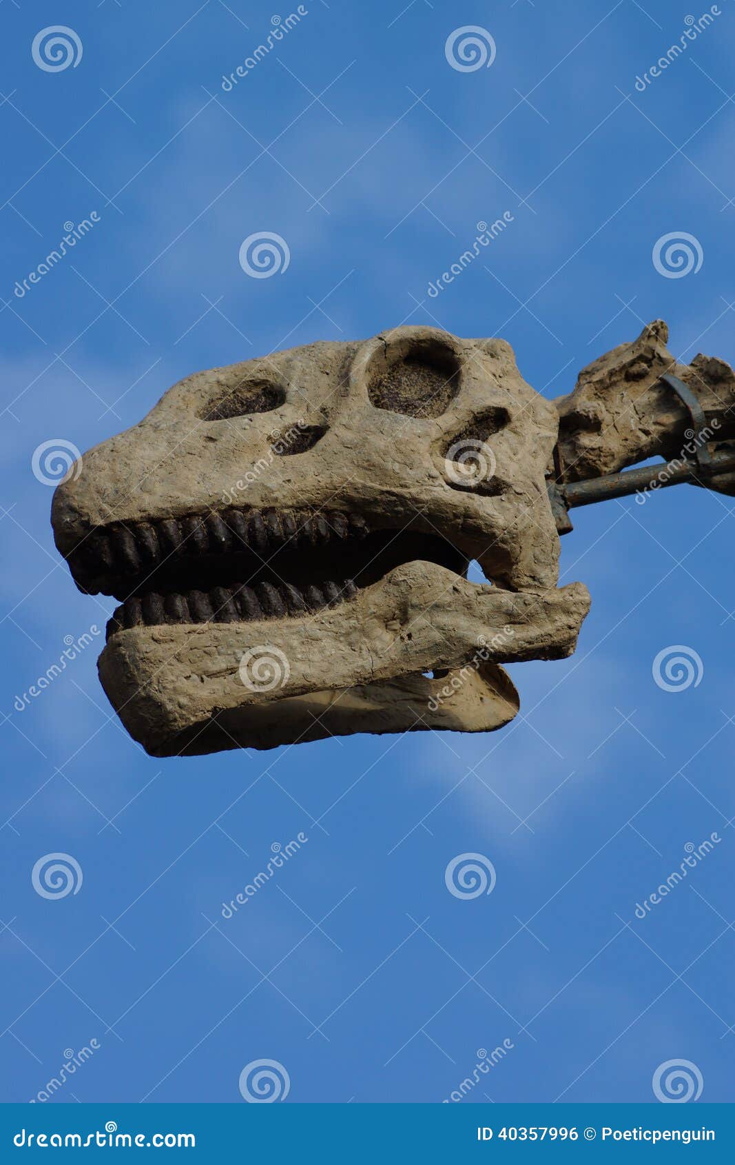 Brachiosaurus Altithorax,the Largest Dinosaur Had Long Neck Big Animal ...