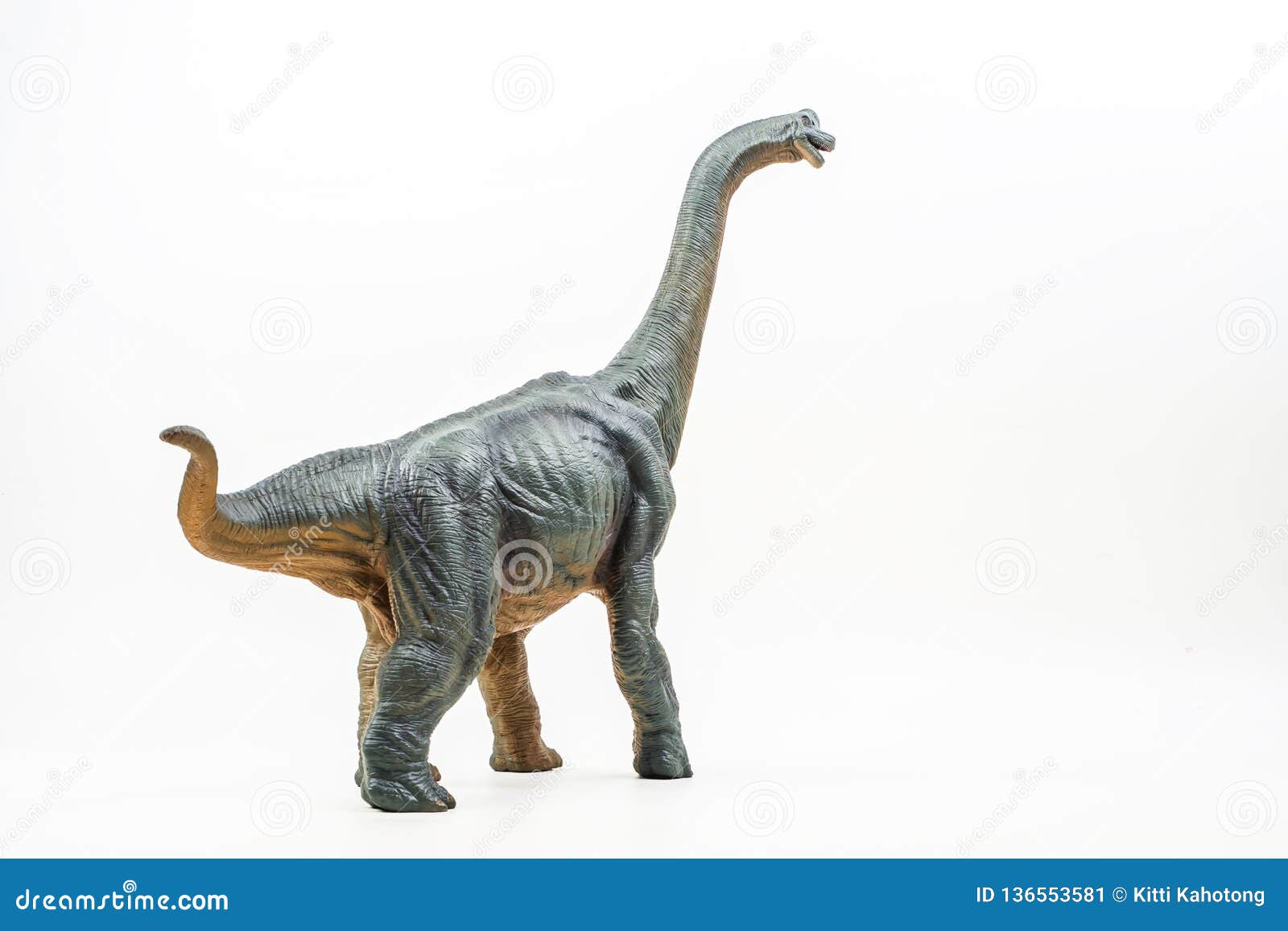 Brachiosaurus ,dinosaur on White Background Stock Image - Image of body ...