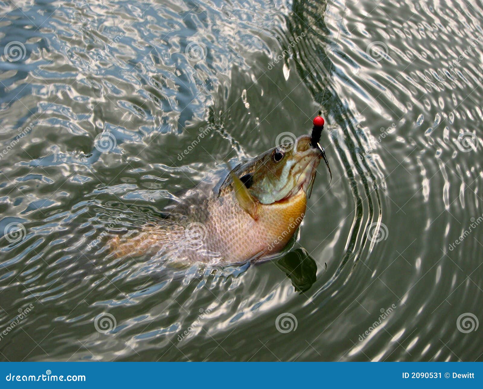 Brachsen stockbild. Bild von aktivität, fische, schwarzes - 2090531