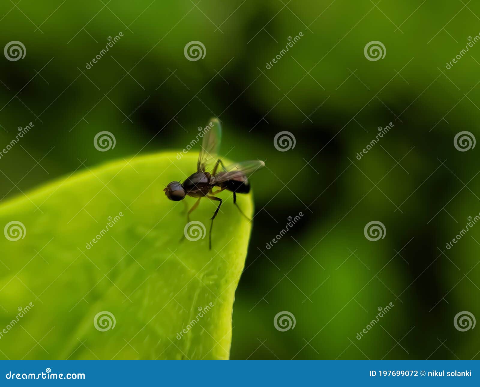 The Brachyceran Infraorder Muscomorpha is a Large and Diverse Group of ...