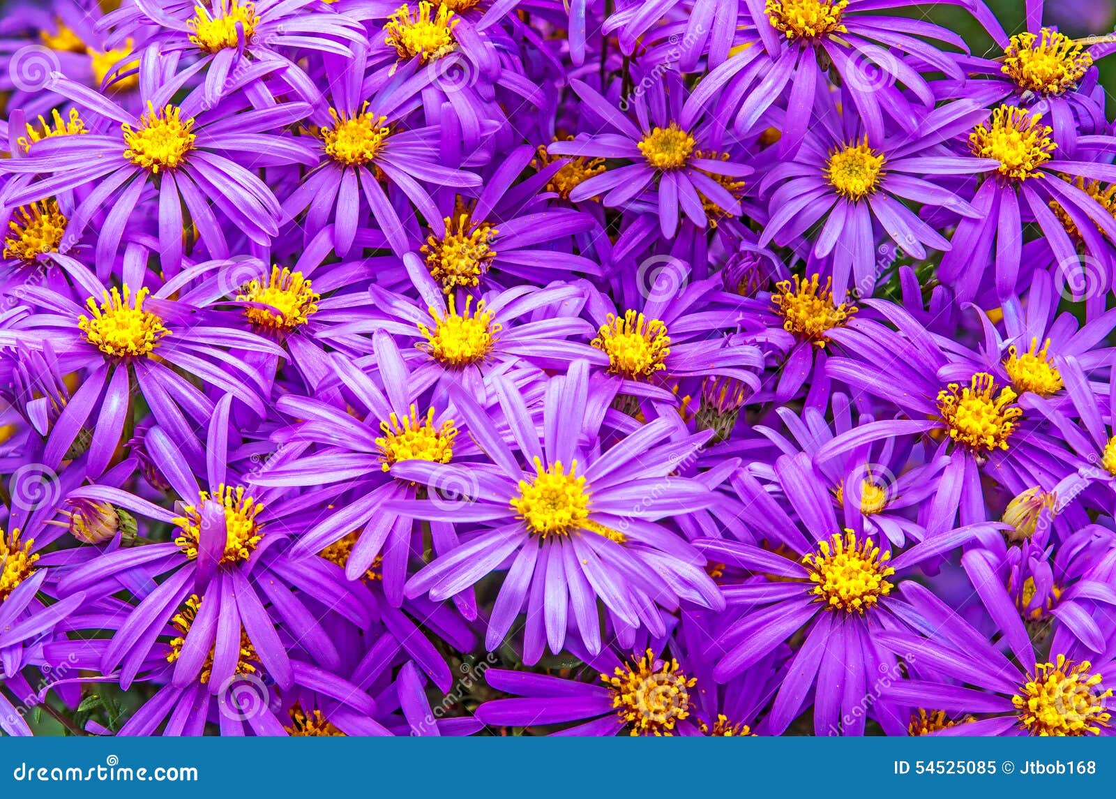 Brachycome stock image. Image of field, elegance, plant - 54525085