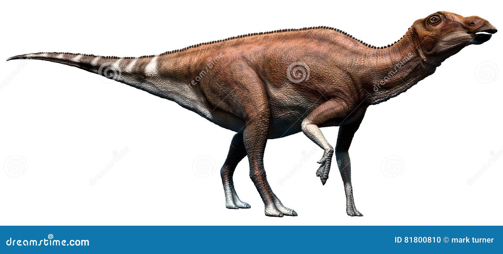 Brachylophosaurus stock illustration. Illustration of hadrosaurid ...