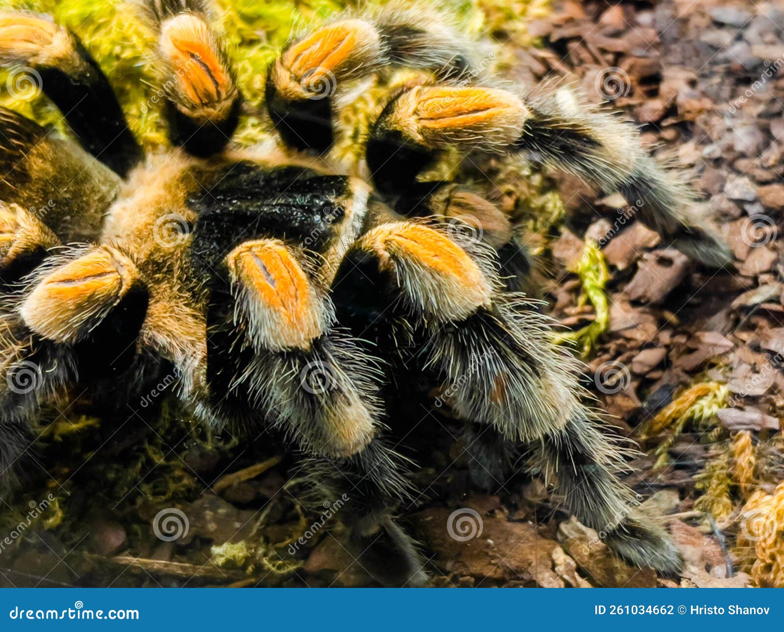 Brachypelma Auratum Also Called Mexican Flame Knee Tarantula Stock ...