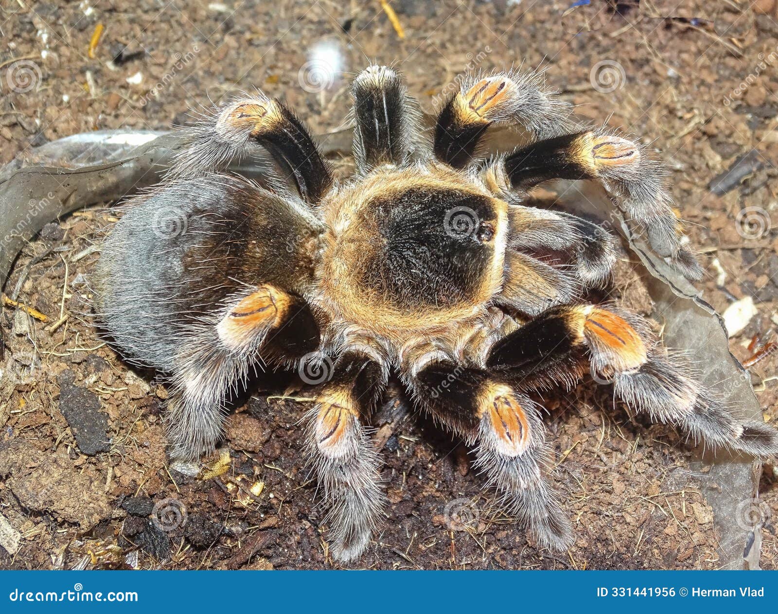 Brachypelma Hamorii (Mexican Redknee Tarantula Stock Photo - Image of ...