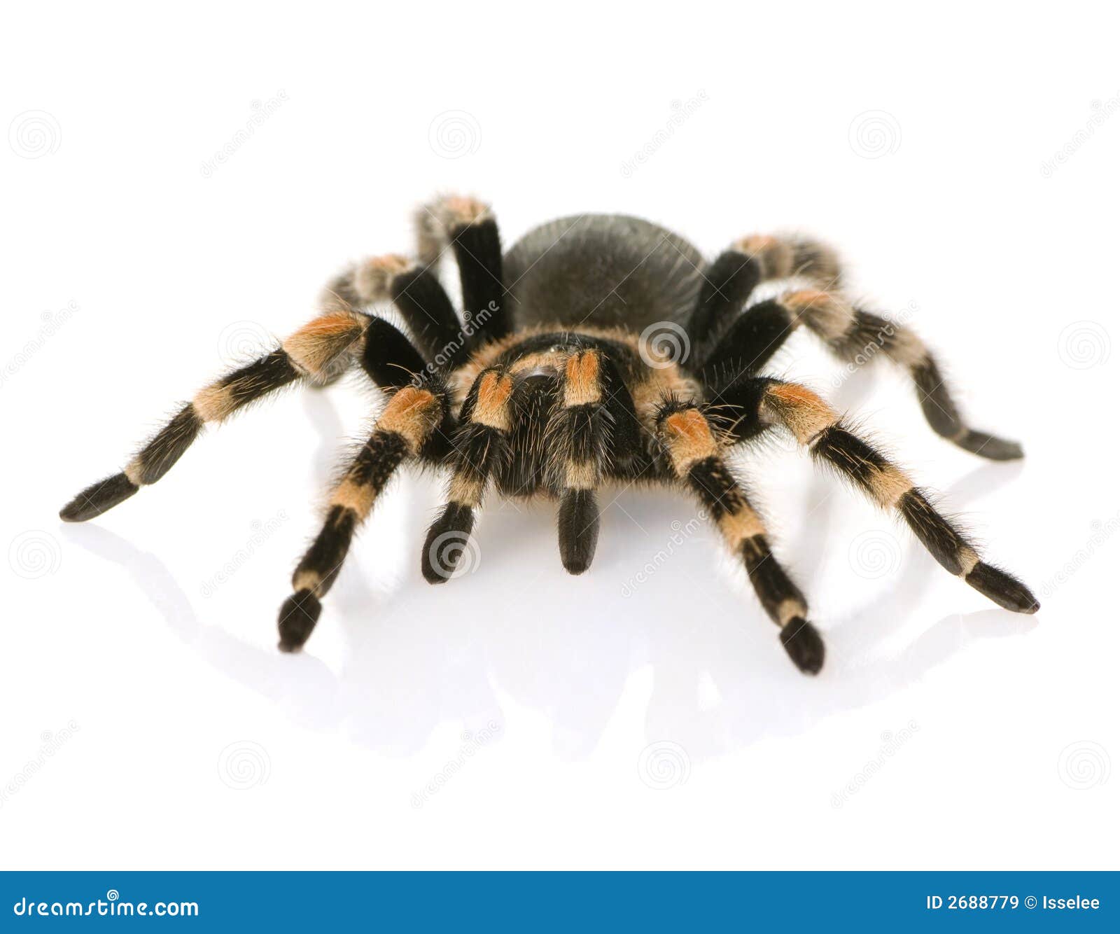Brachypelma smithi stock image. Image of wildlife, spider - 2688779