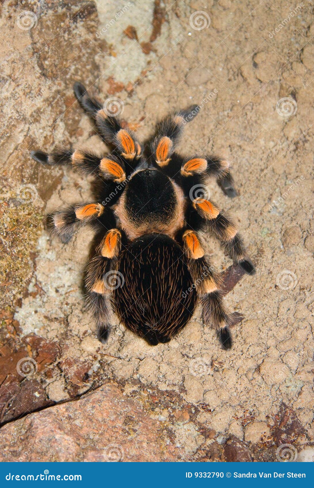 Brachypelma Smithi Mexican Redknee Royalty-Free Stock Photo ...