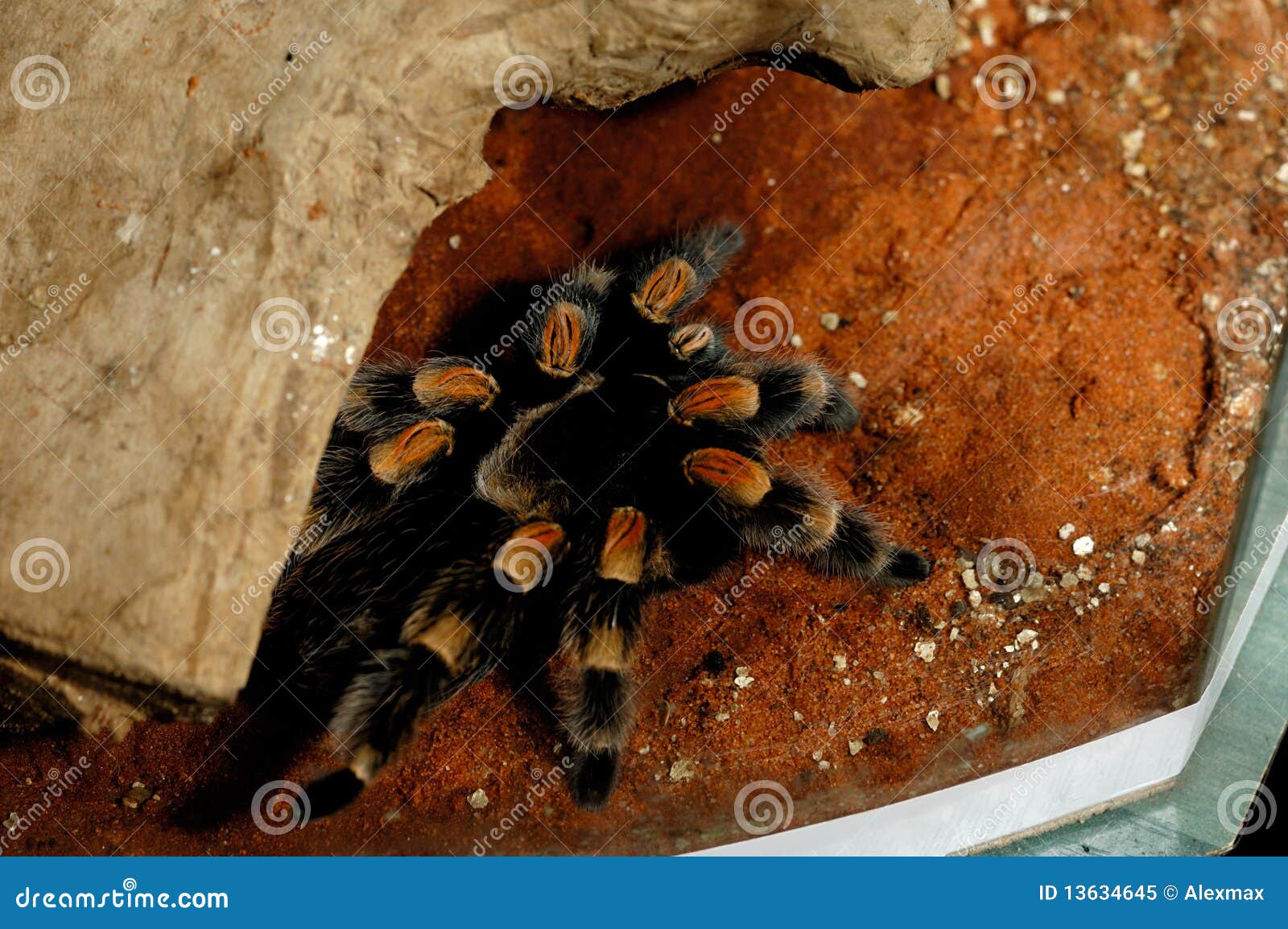 Brachypelma Smithi Mexican Redknee Stock Image - Image of tarantulas ...