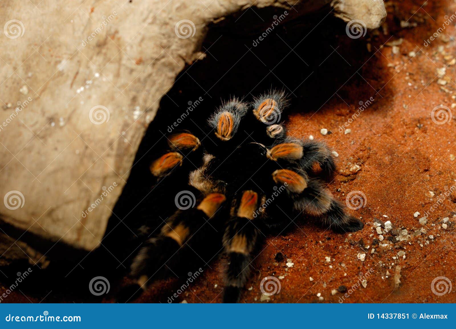 Brachypelma Smithi Mexican Redknee Royalty-Free Stock Photo ...