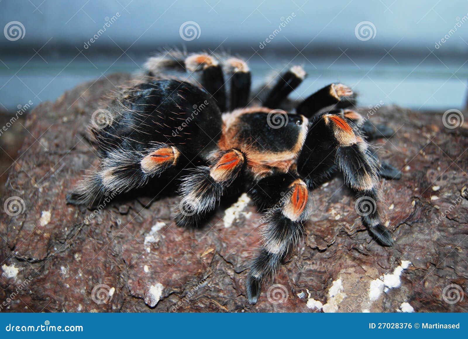 Brachypelma Smithi Mexican Redknee Royalty-Free Stock Photo ...