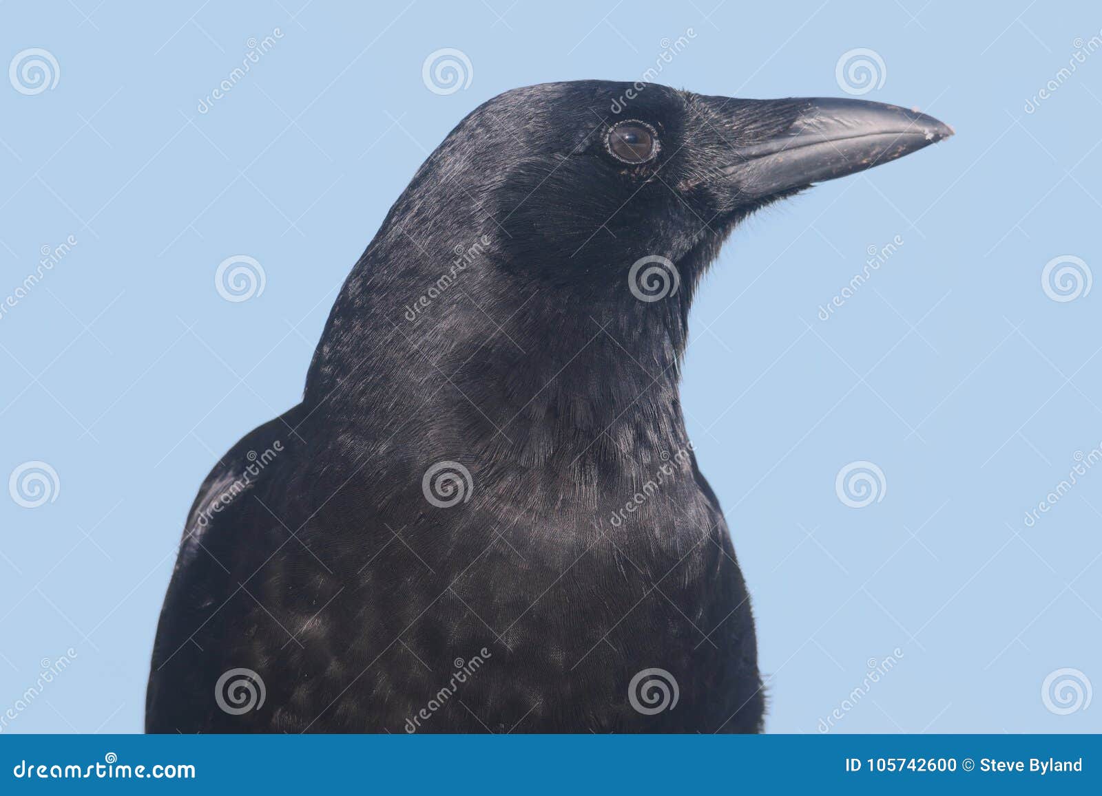 Brachyrhynchos Do Corvus Do Corvo Americano Foto de Stock - Imagem de ...