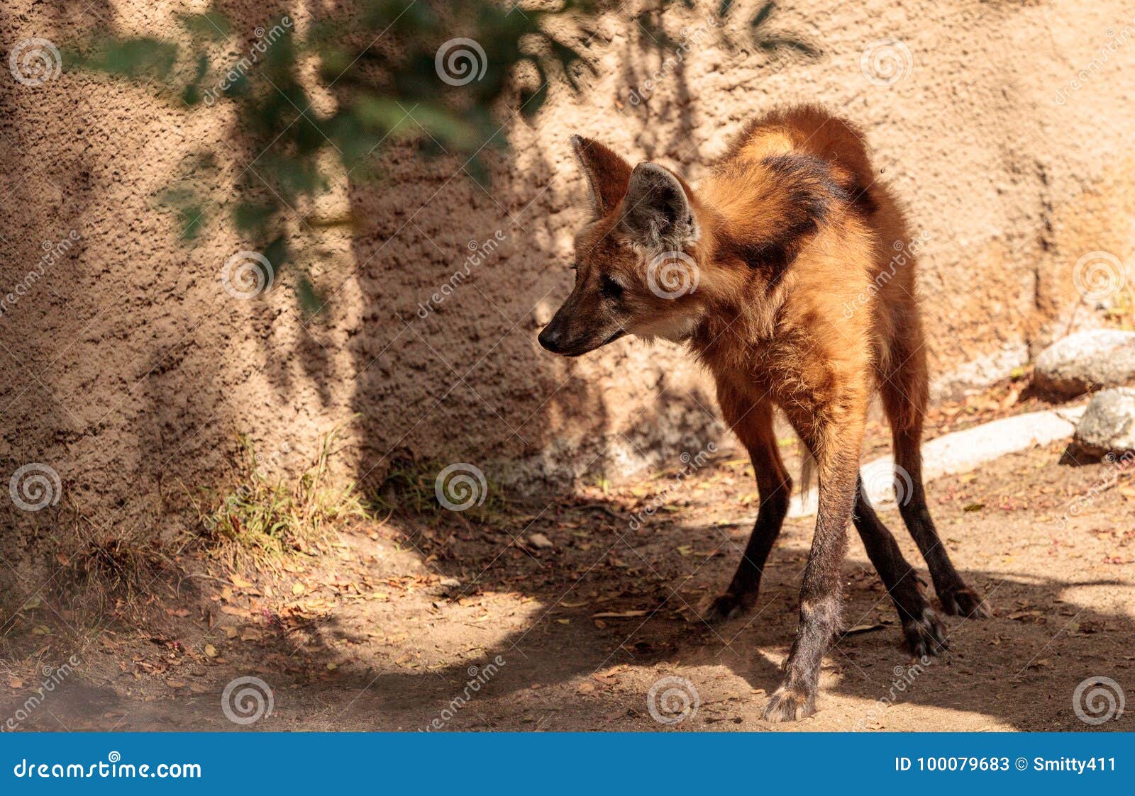 Brachyurus Di Chrysocyon Del Crisocione Immagine Stock - Immagine di ...