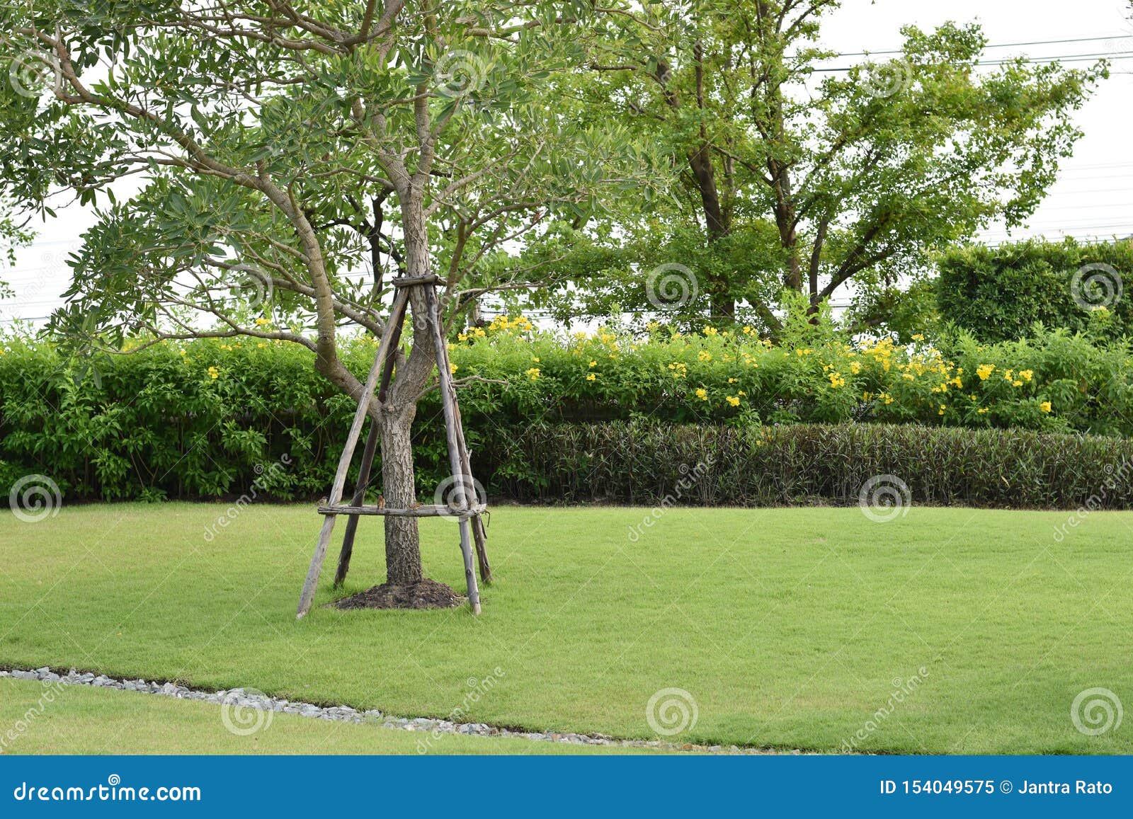 Bracing Preventing Falling Trees In The Green Lawn,copy Space, Hog Plum ...