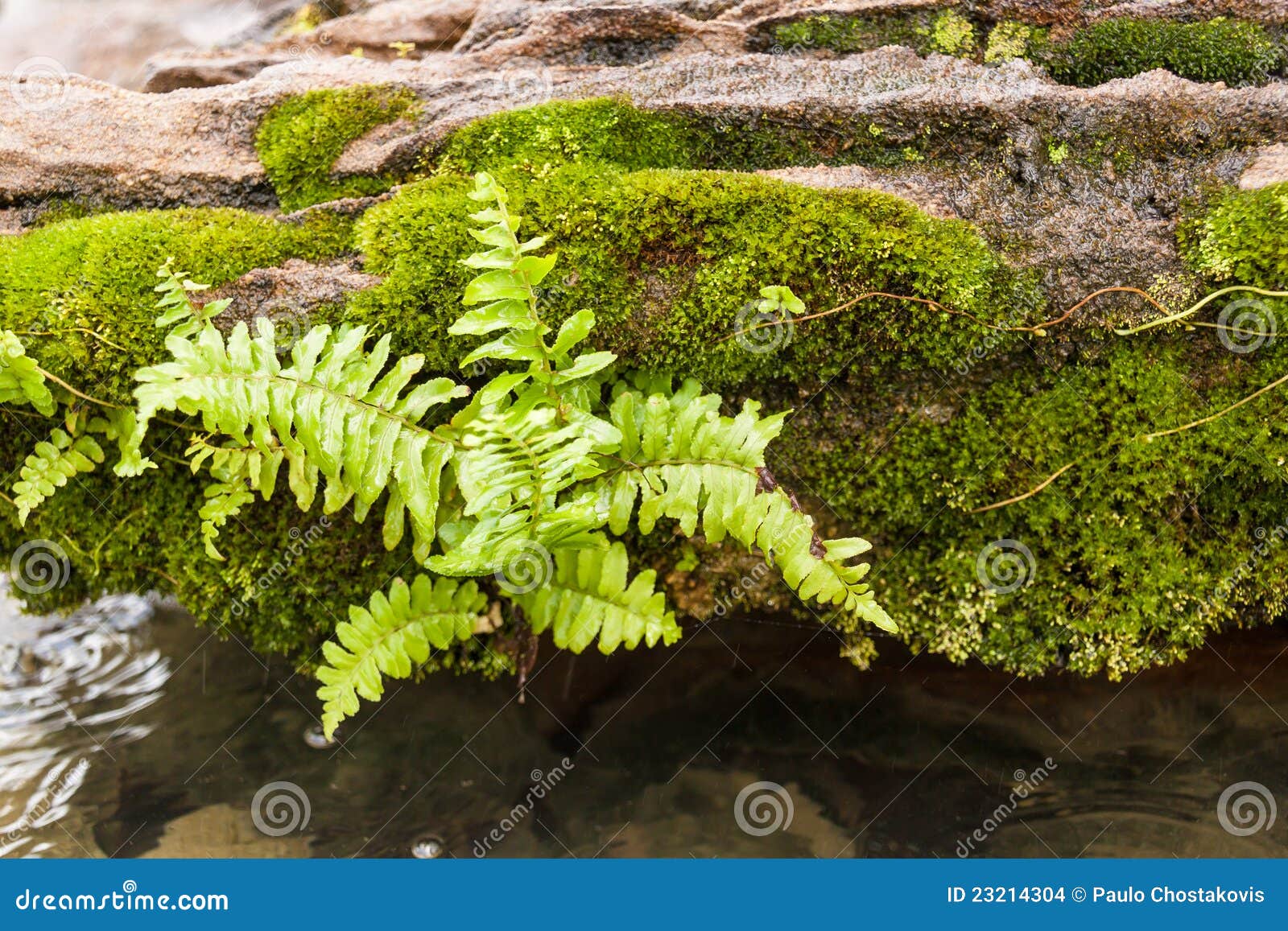 Bracken stock photo. Image of brazil, rock, roots, amazon - 23214304