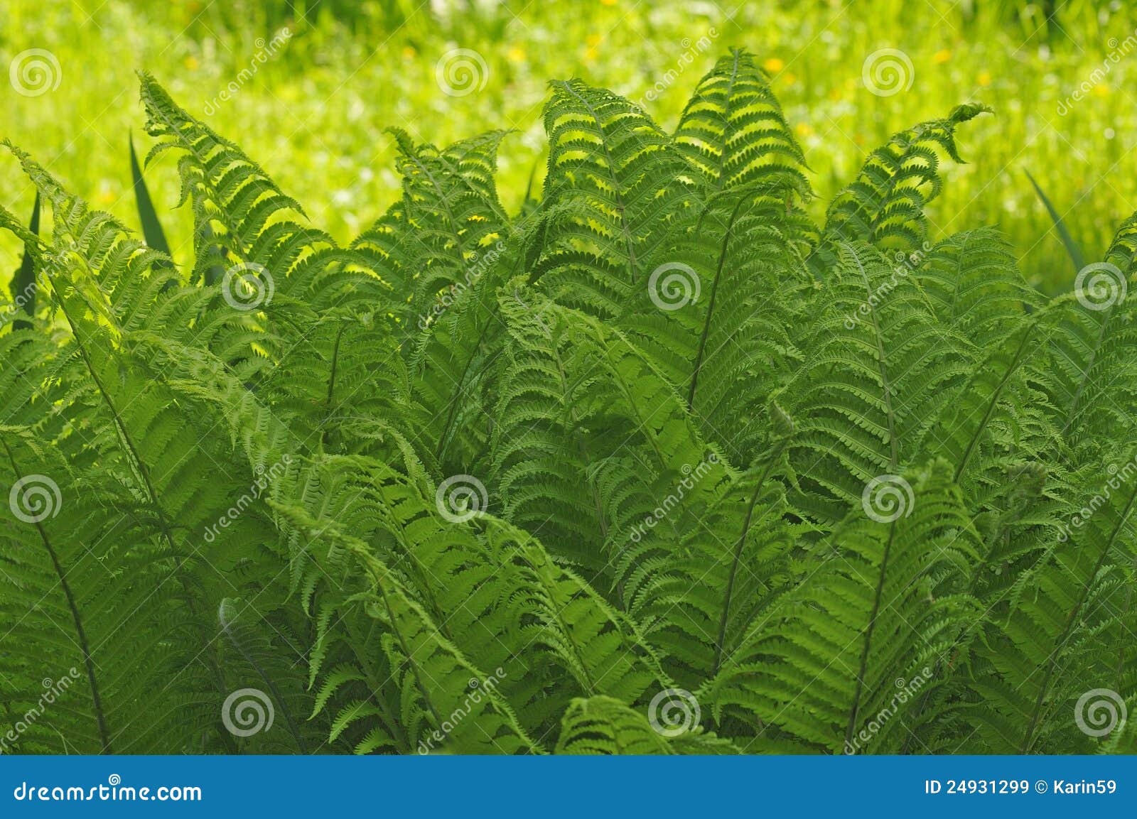 Bracken stock image. Image of garden, frond, bracken - 24931299