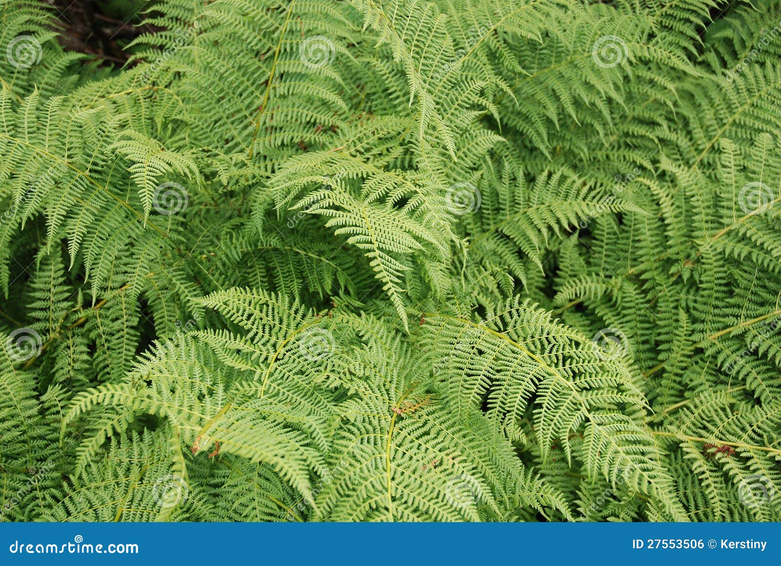 Bracken stock photo. Image of forest, nature, natural - 27553506