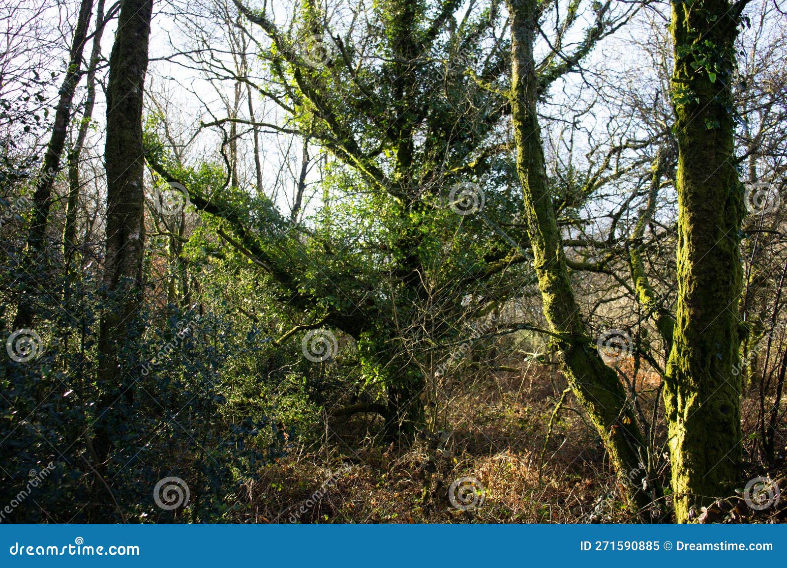 Bracken and Bare Trees in Winter Stock Image - Image of autumn, winter ...