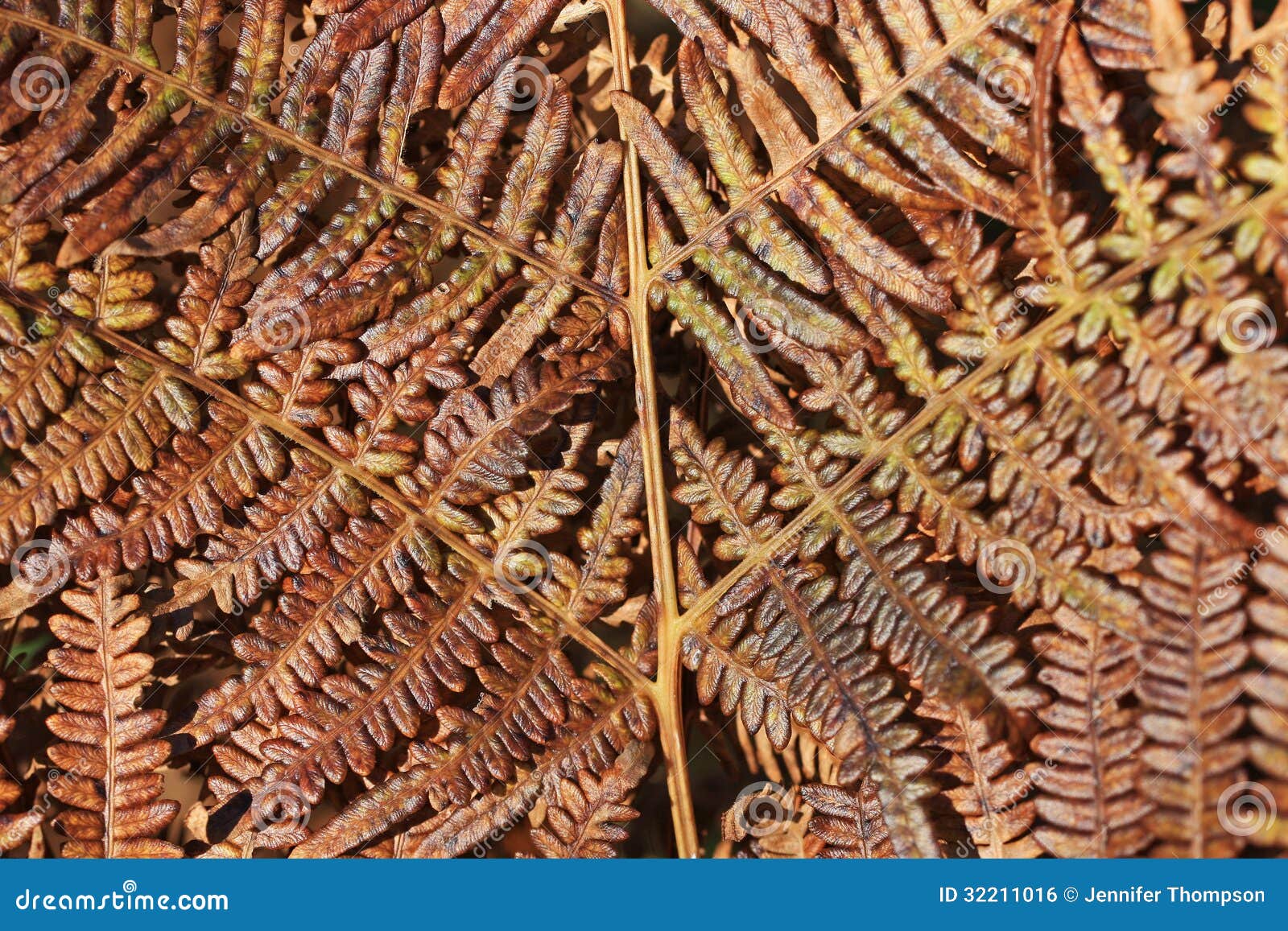 Bracken stock photo. Image of nature, dried, plant, dead - 32211016