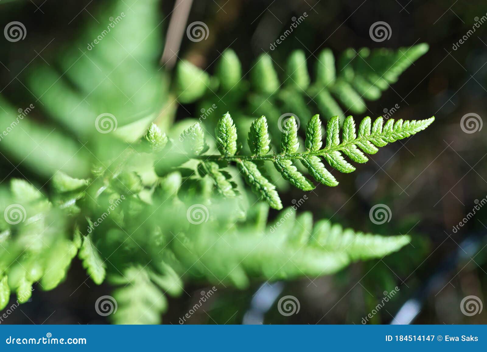 Bracken Fern Leaf Texture, Triangular Frond Stock Image - Image of ...