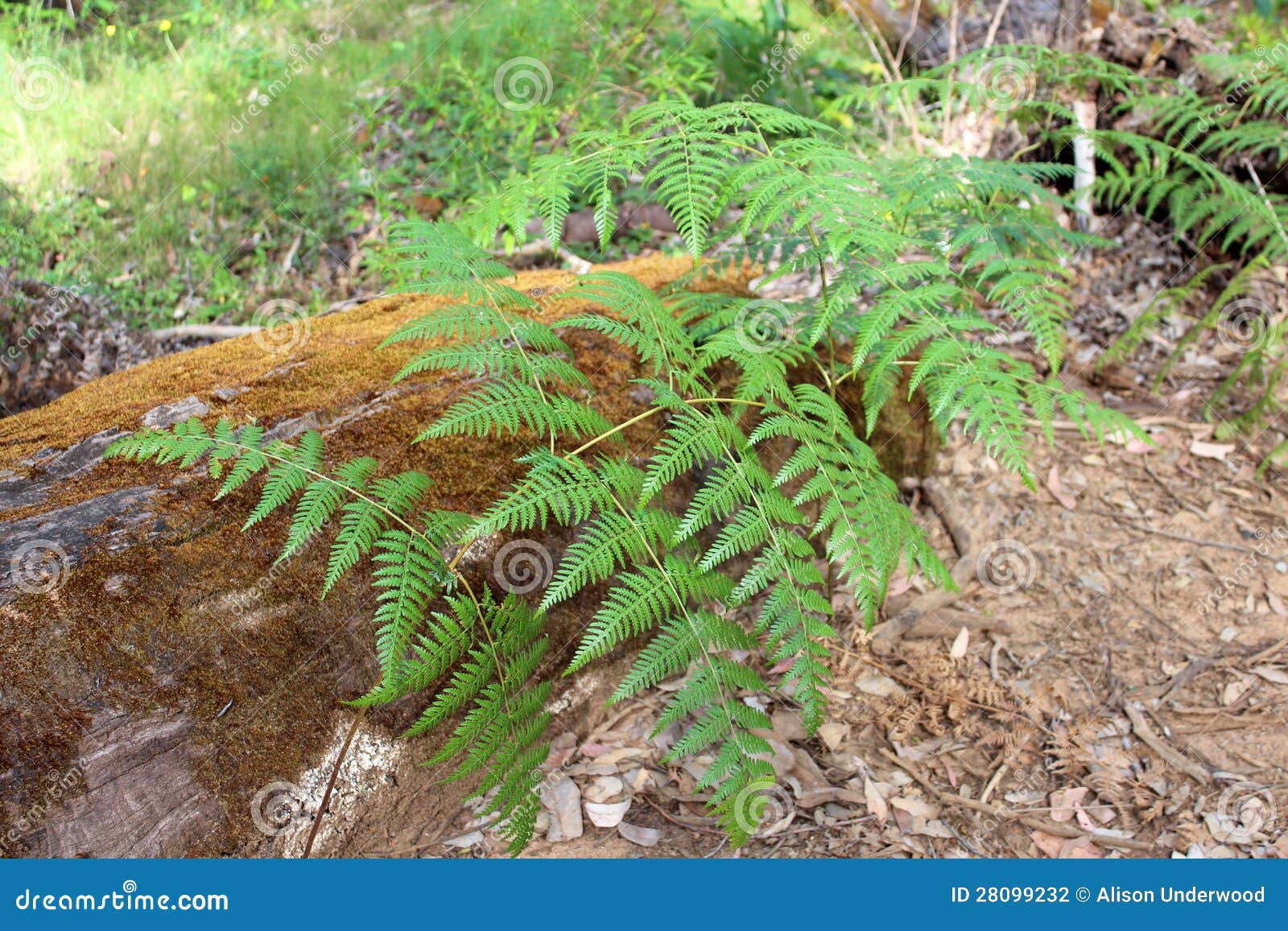 Bracken Fern Pteridium Species West Australia Stock Photo - Image of ...