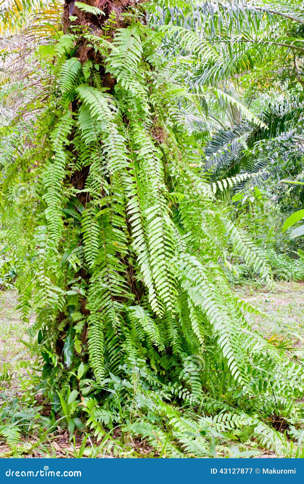 Bracken stock image. Image of bracken, garden, macro - 43127877