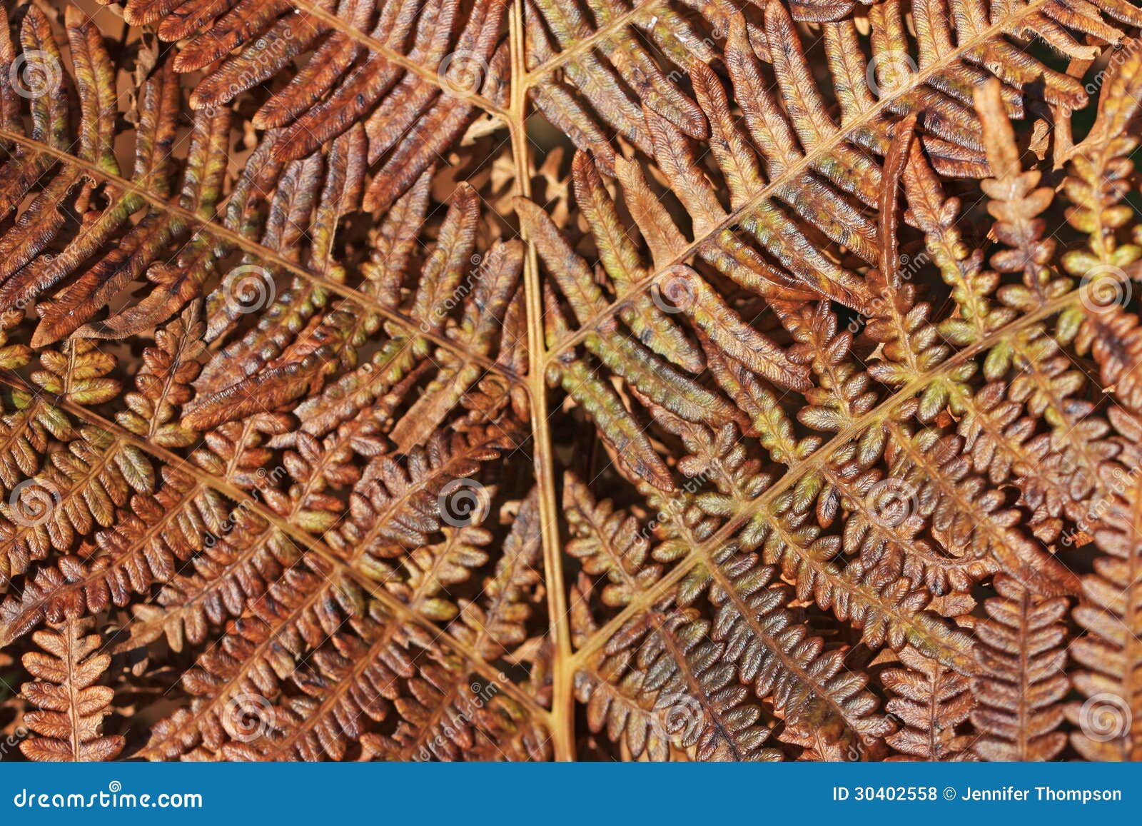 Bracken stock photo. Image of fern, dead, macro, frond - 30402558
