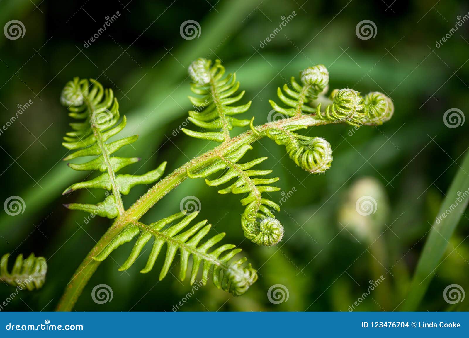 Unfurling Bracken Fern Frond, Brake Fern Or Eagle Fern, Pteridium ...