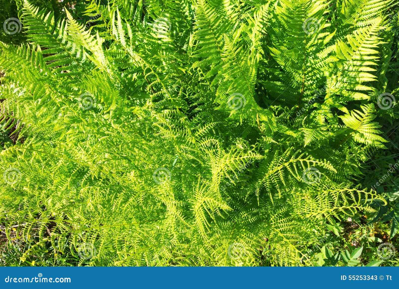 Bracken leaves pattern stock image. Image of outdoor - 55253343