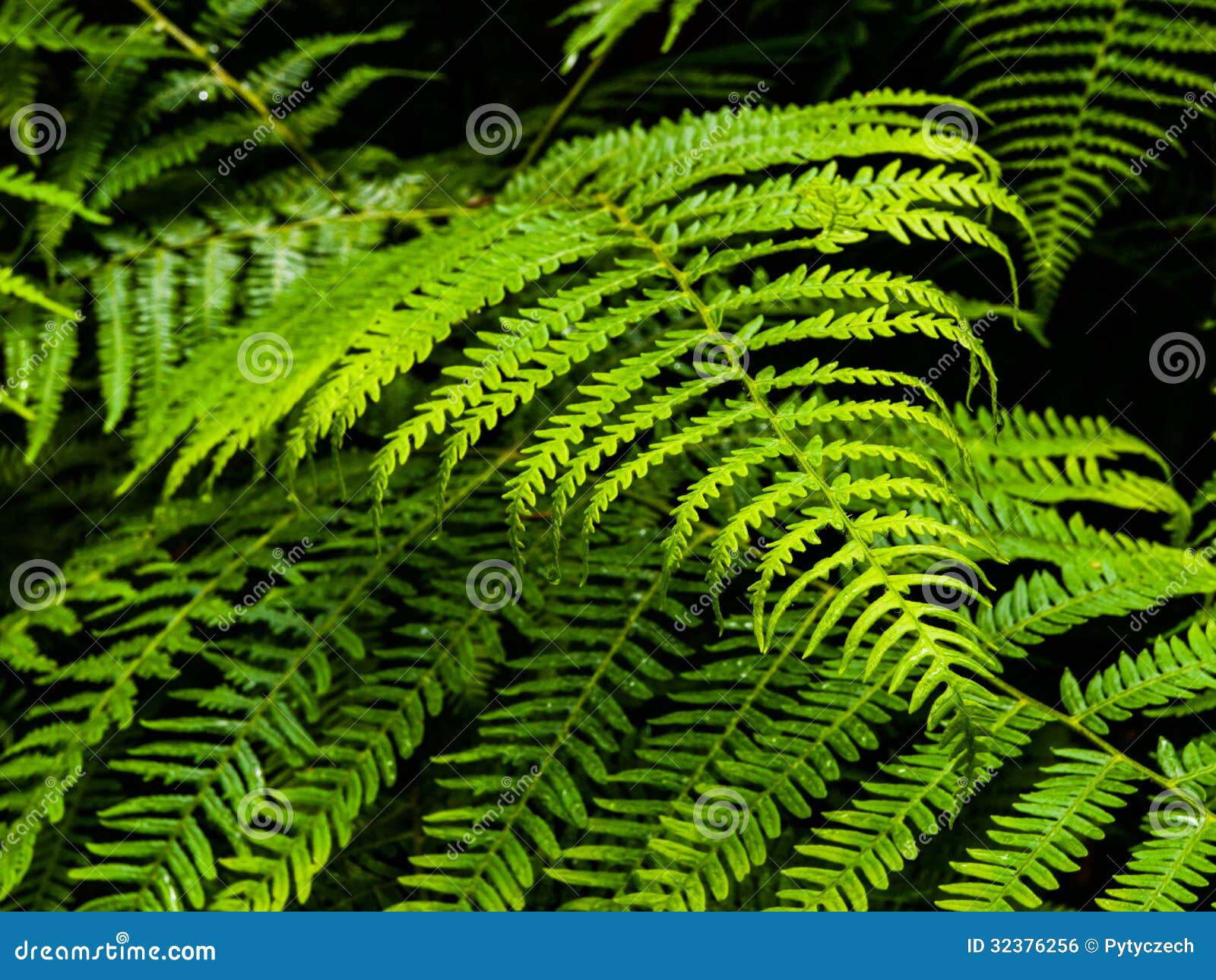 Bracken plant stock photo. Image of forest, macro, fern - 32376256