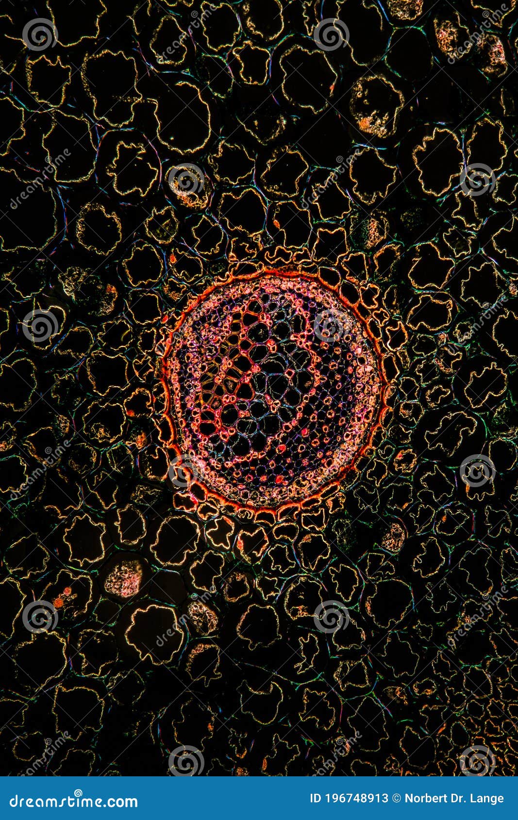 Bracken stems stock image. Image of darkfield, glass - 196748913