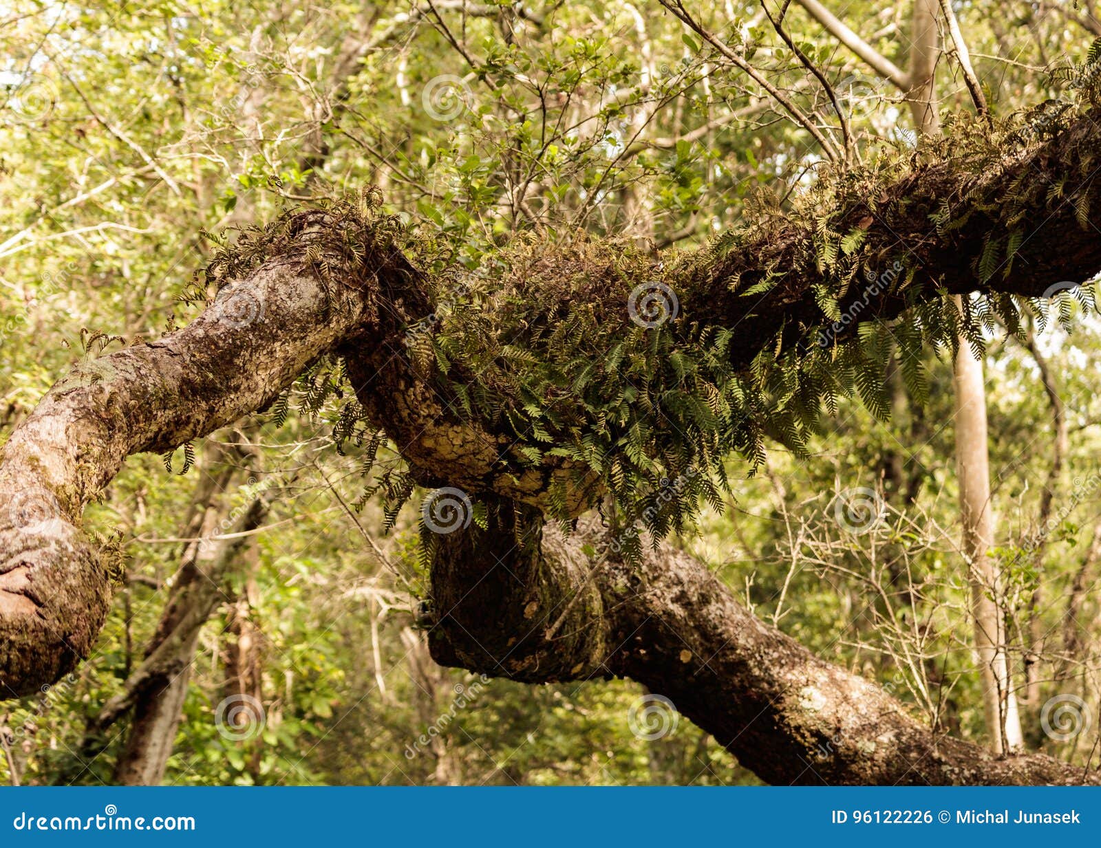 Bracken tree garden stock photo. Image of branch, forest - 96122226