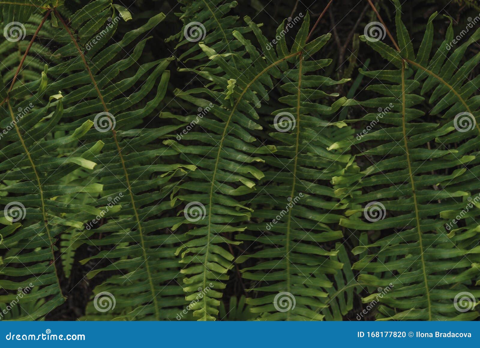 Bracken wallpaper stock photo. Image of flora, nature - 168177820