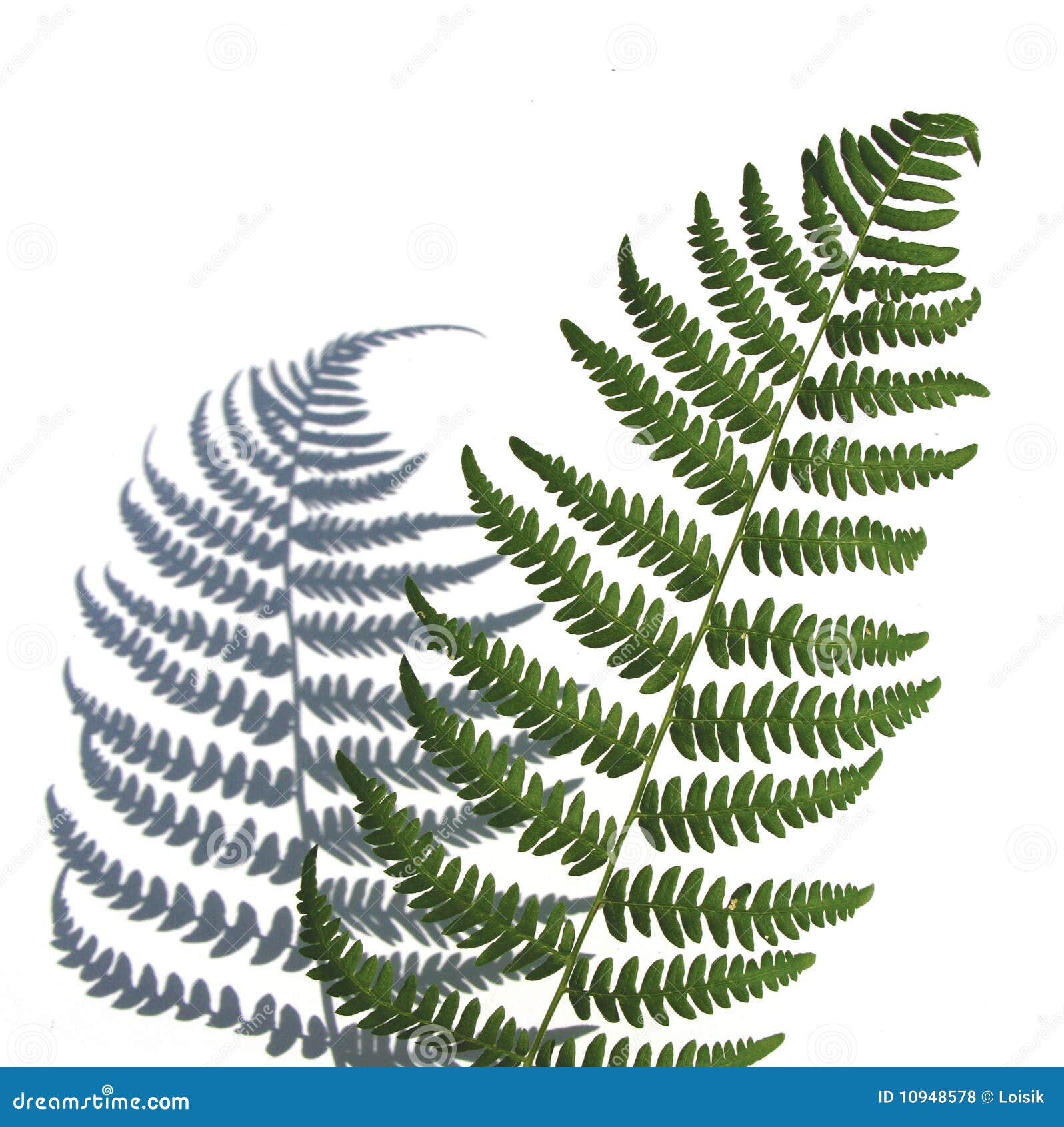 Bracken on a white stock illustration. Illustration of season - 10948578
