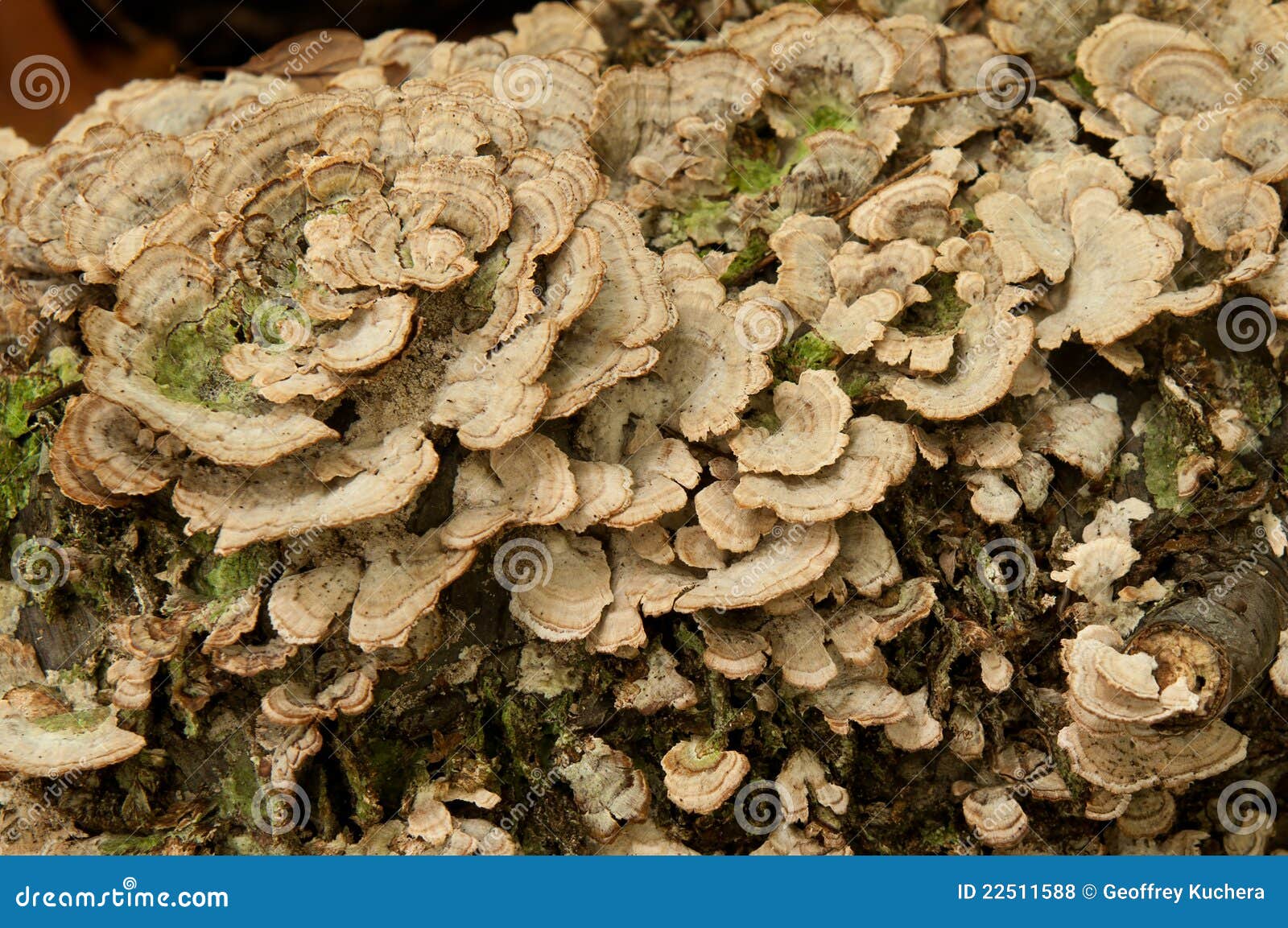 Basidiomycota Fungi