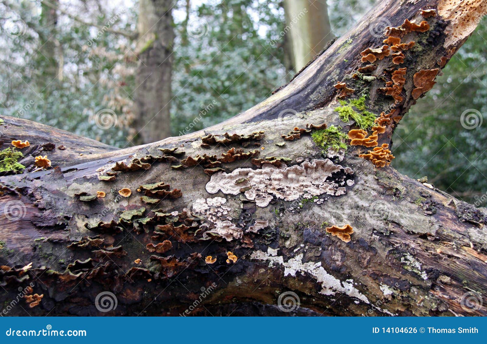 Bracket Fungi on a Dead Tree Stock Photo - Image of nature, birch: 14104626