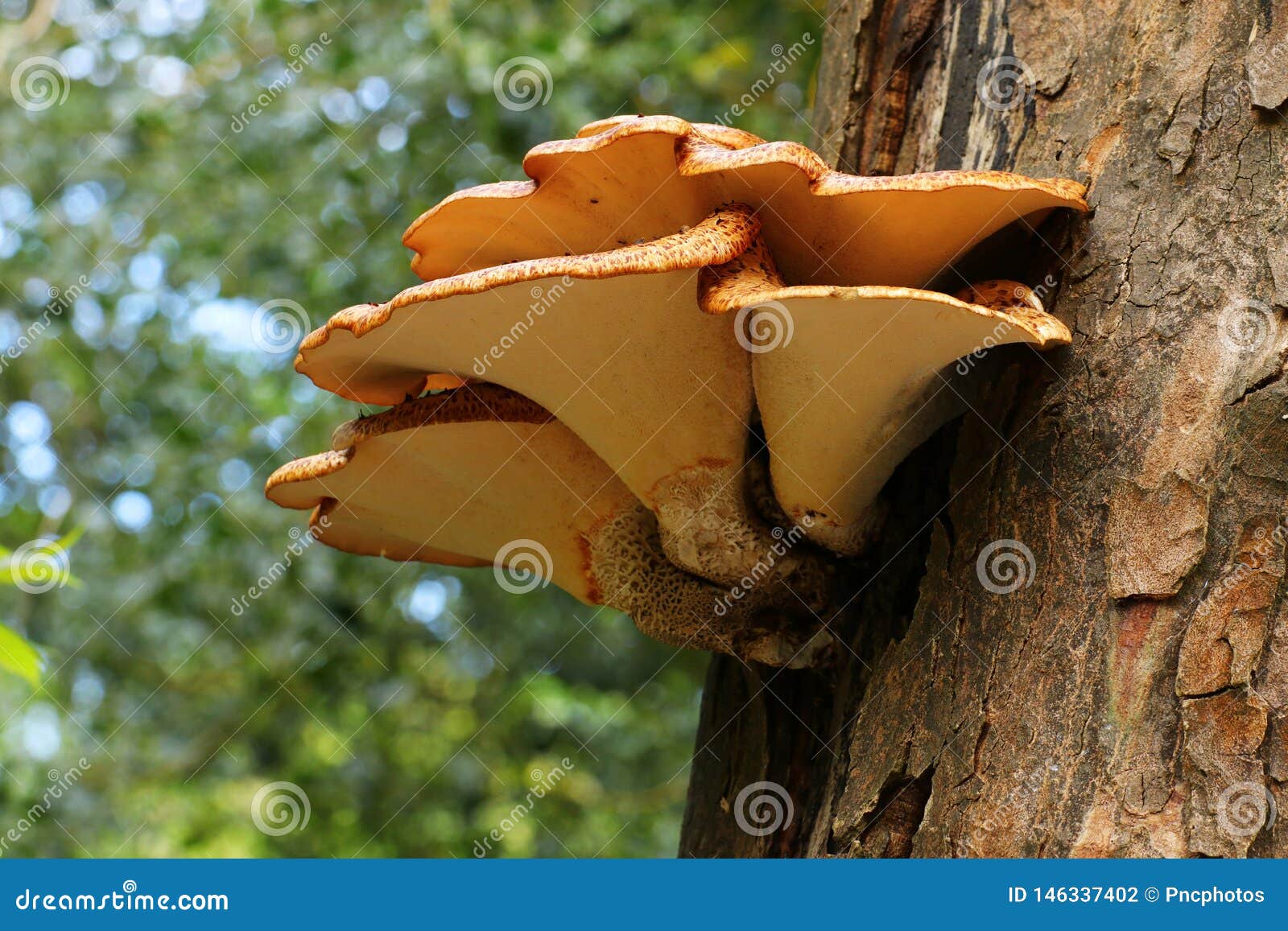 Bracket Fungi Growing on the Side of a Tree. Stock Photo - Image of ...