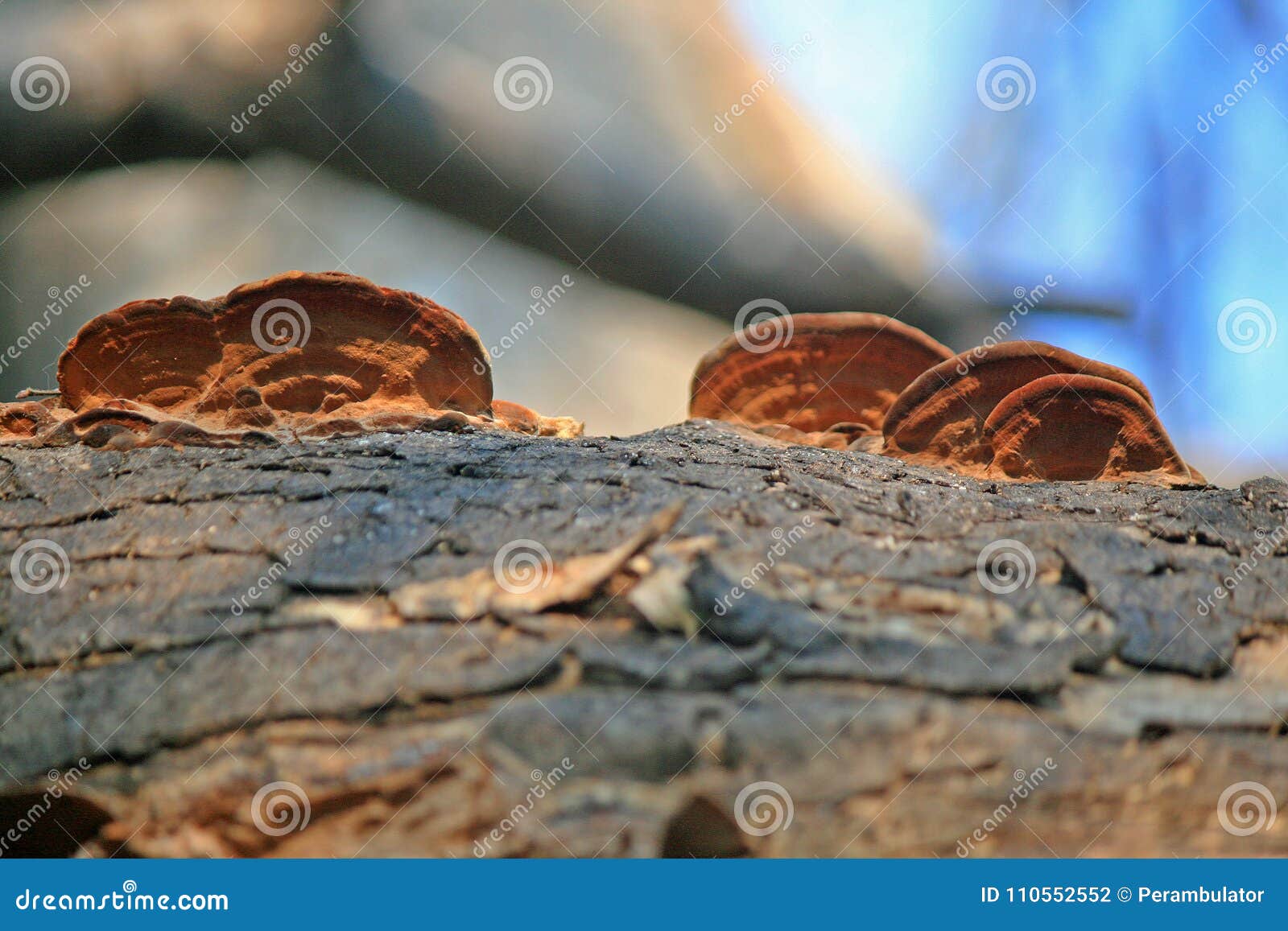 BRACKET FUNGI on SURFACE of TREE TRUNK Stock Photo - Image of earthy ...