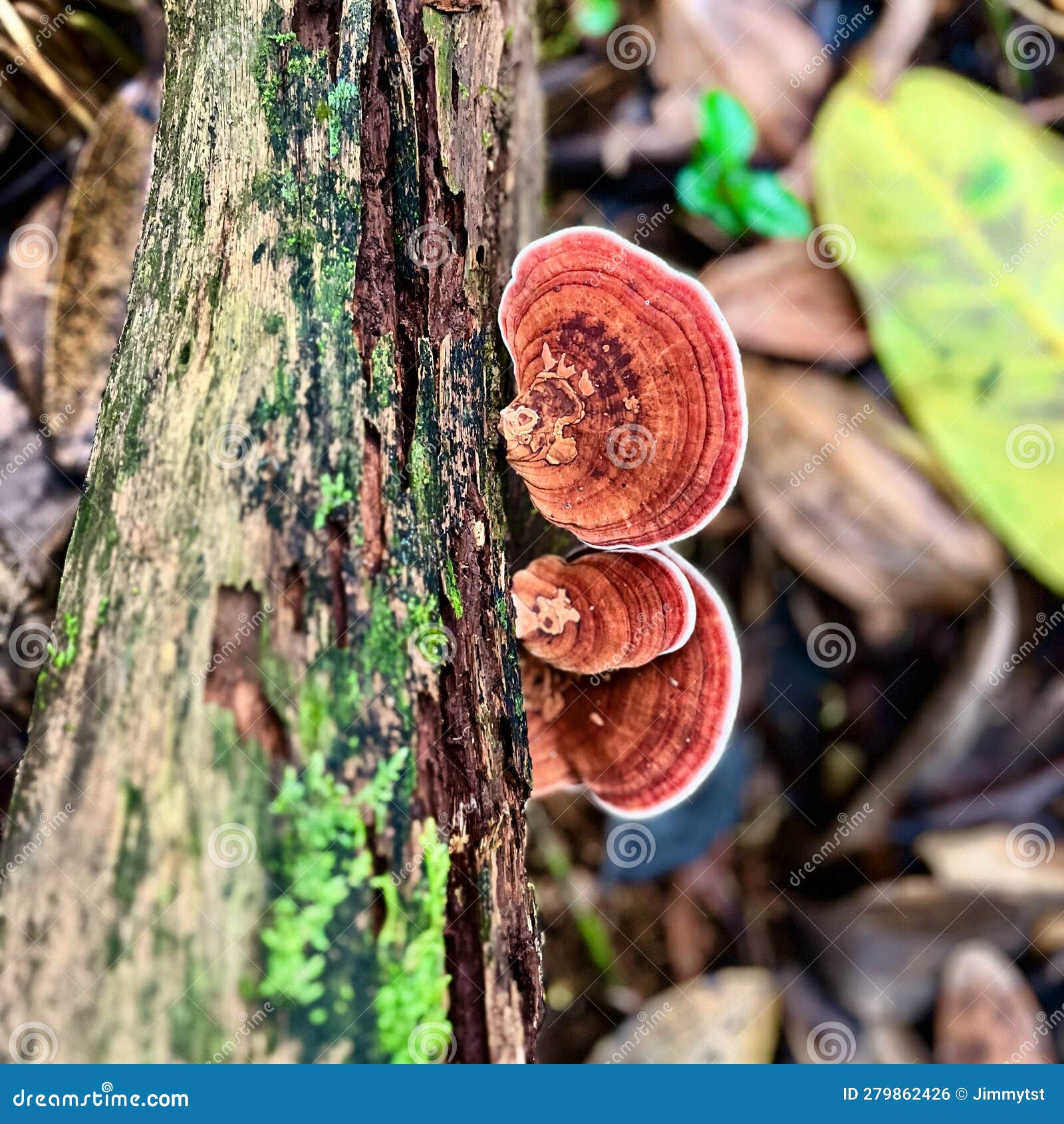Bracket fungi on tree log stock photo. Image of fungi - 279862426