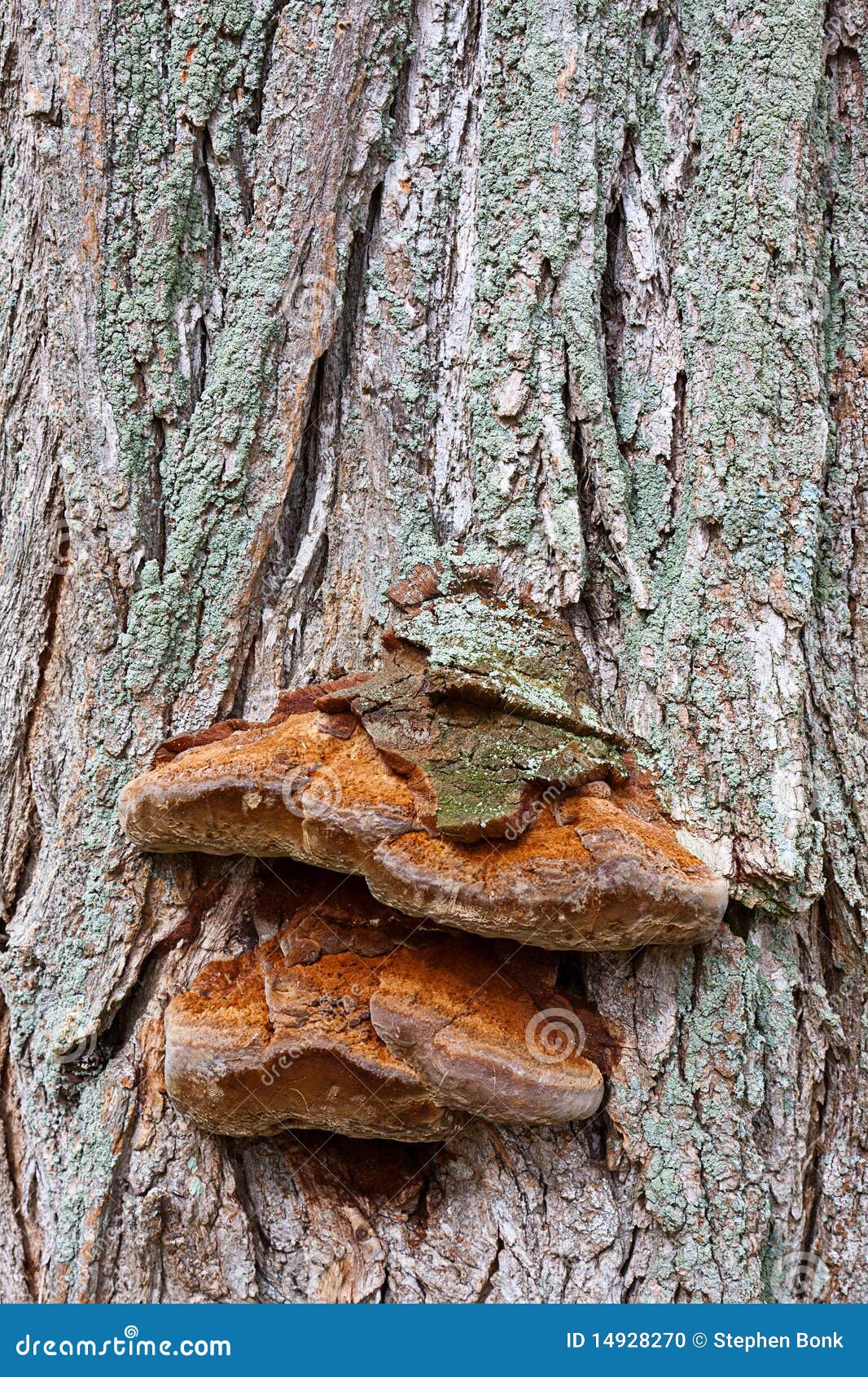 Bracket Fungus stock photo. Image of woods, shelf, diseases - 14928270