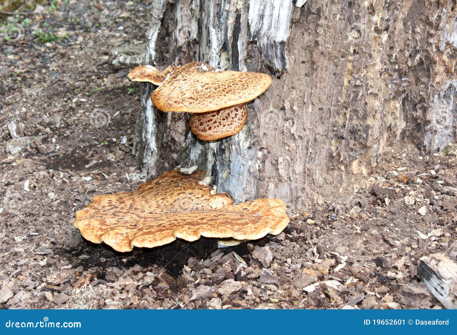 Bracket Fungus. stock image. Image of mould, flora, bracket - 19652601