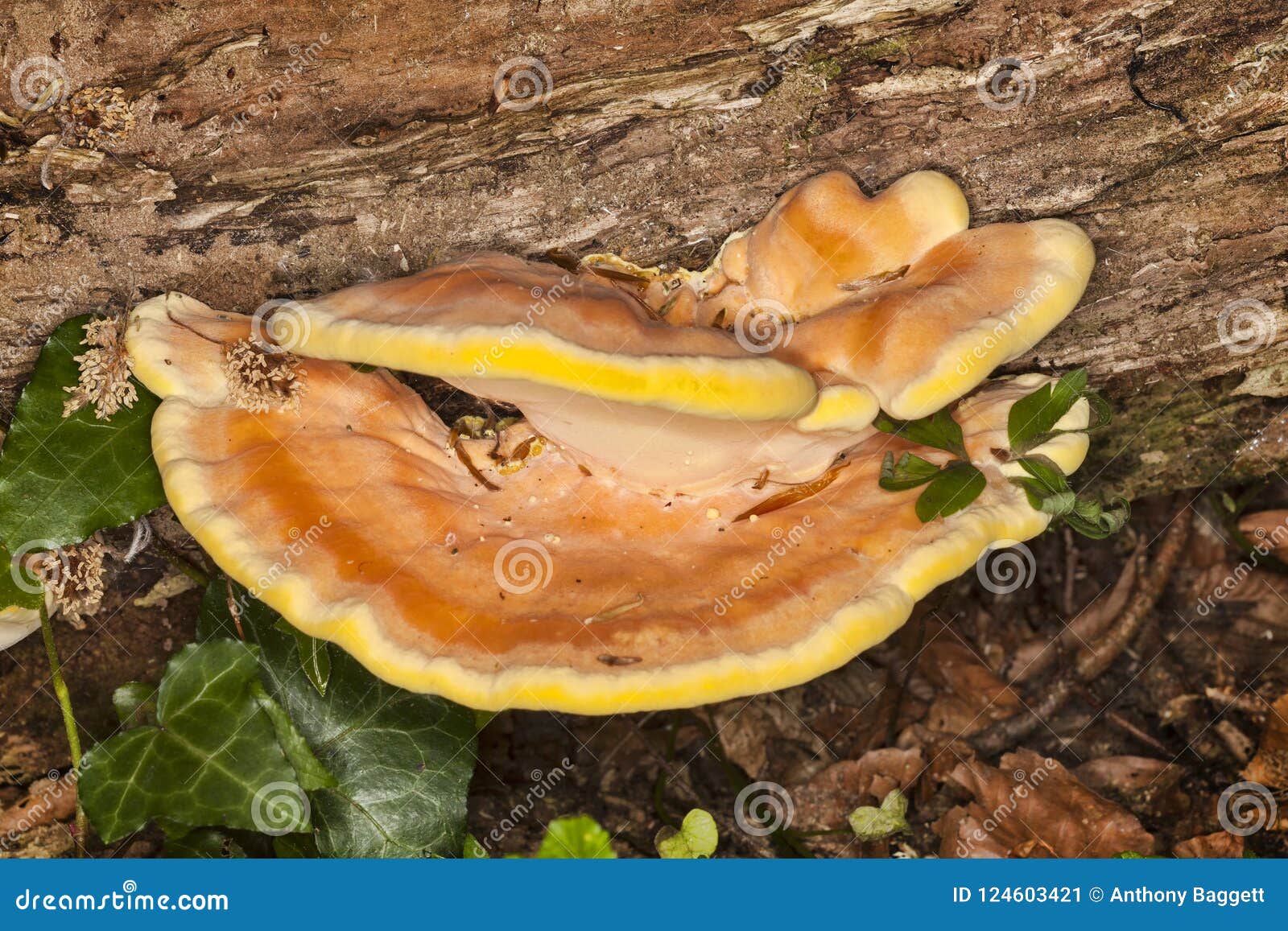 Bracket fungus stock image. Image of poisonous, fungi - 124603421