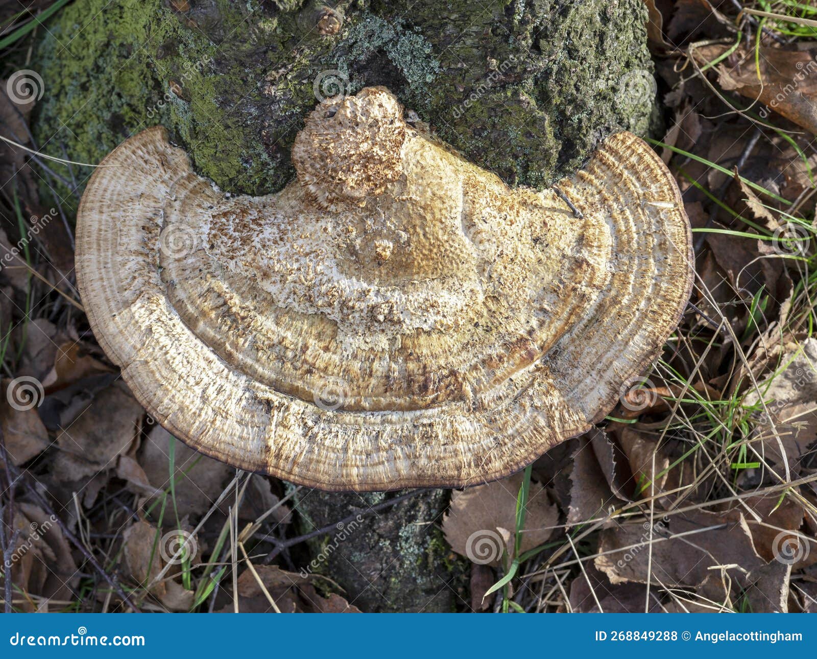 Bracket Fungus Growing on an Old Tree Trunk Stock Photo - Image of ...