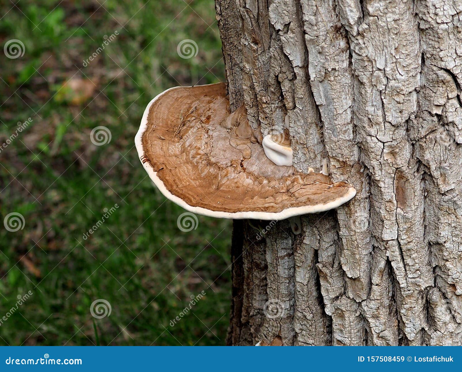 Bracket Fungus Growing on Tree Stock Image - Image of deciduous, tree ...