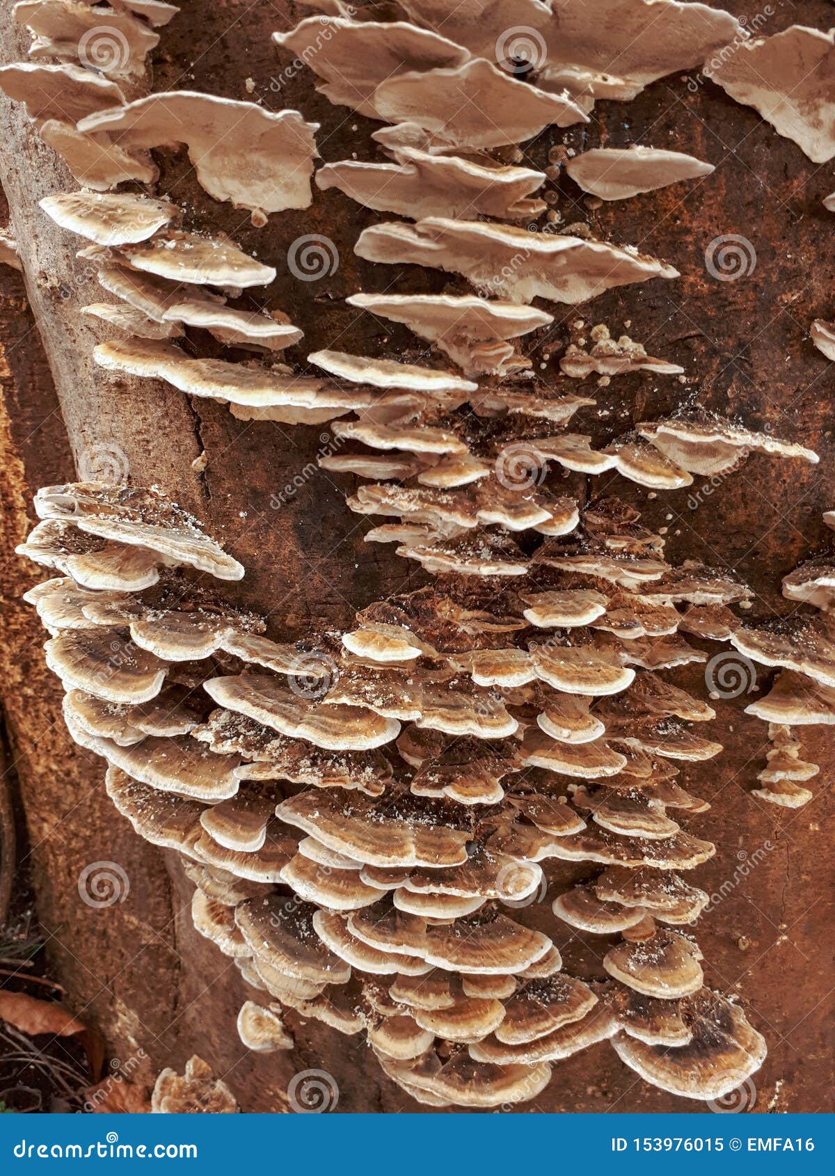 Bracket Fungus Growing on a Tree Trunk Stock Image - Image of brown ...
