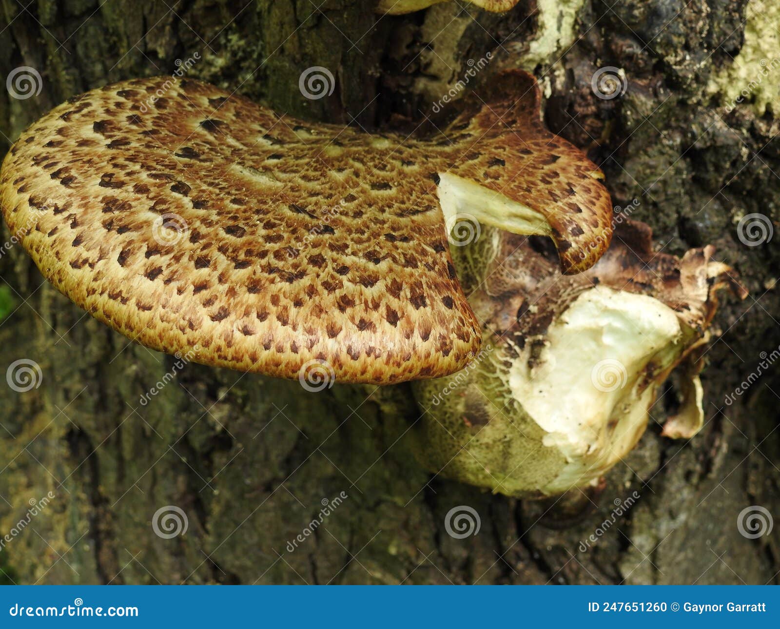 Bracket Fungus Growing on a Tree Trunk Stock Photo - Image of host ...