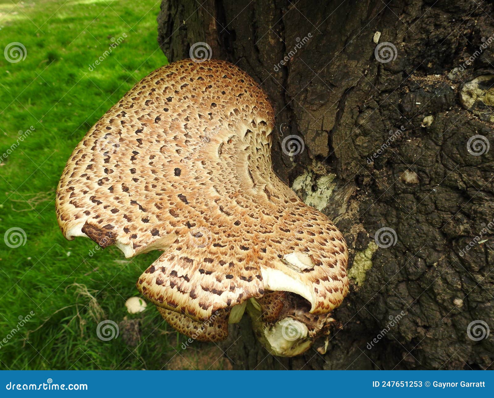 Bracket Fungus Growing on a Tree Trunk Stock Image - Image of fungus ...