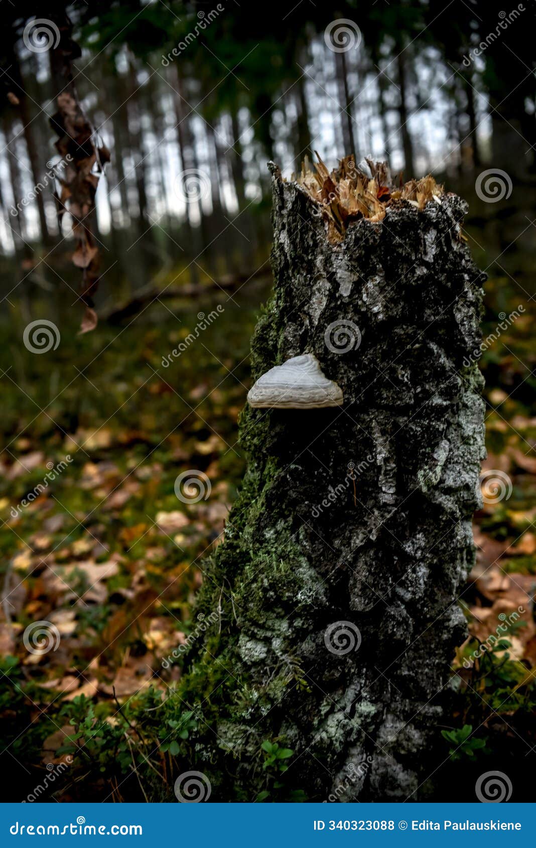 A Bracket Fungus Grows on the Side of a Weathered Tree Stump Stock ...